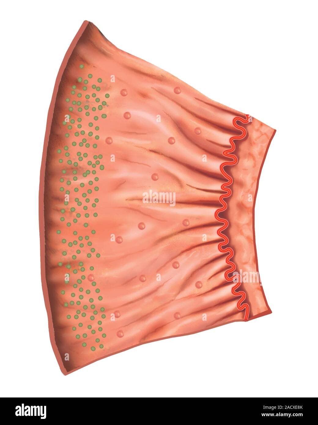 Illustration of the ileal mucosa relief. This view illustration is from ...