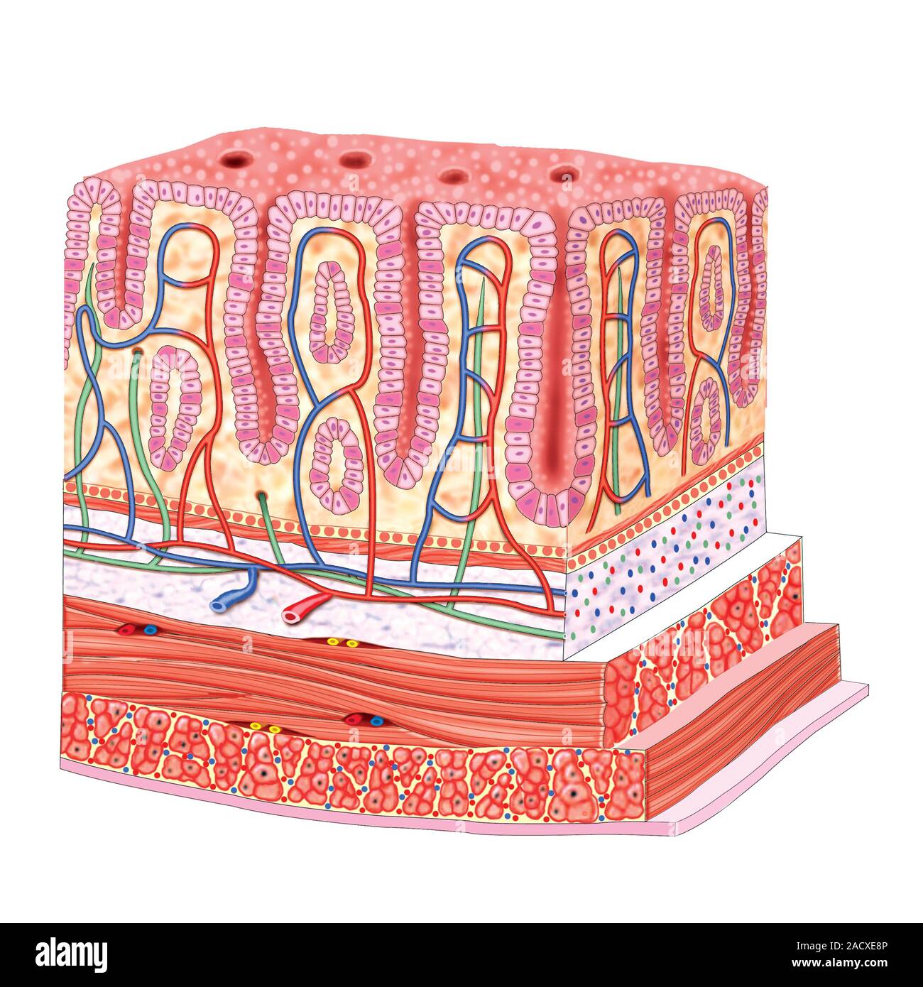 Illustration of the large intestinal wall. This histological section ...