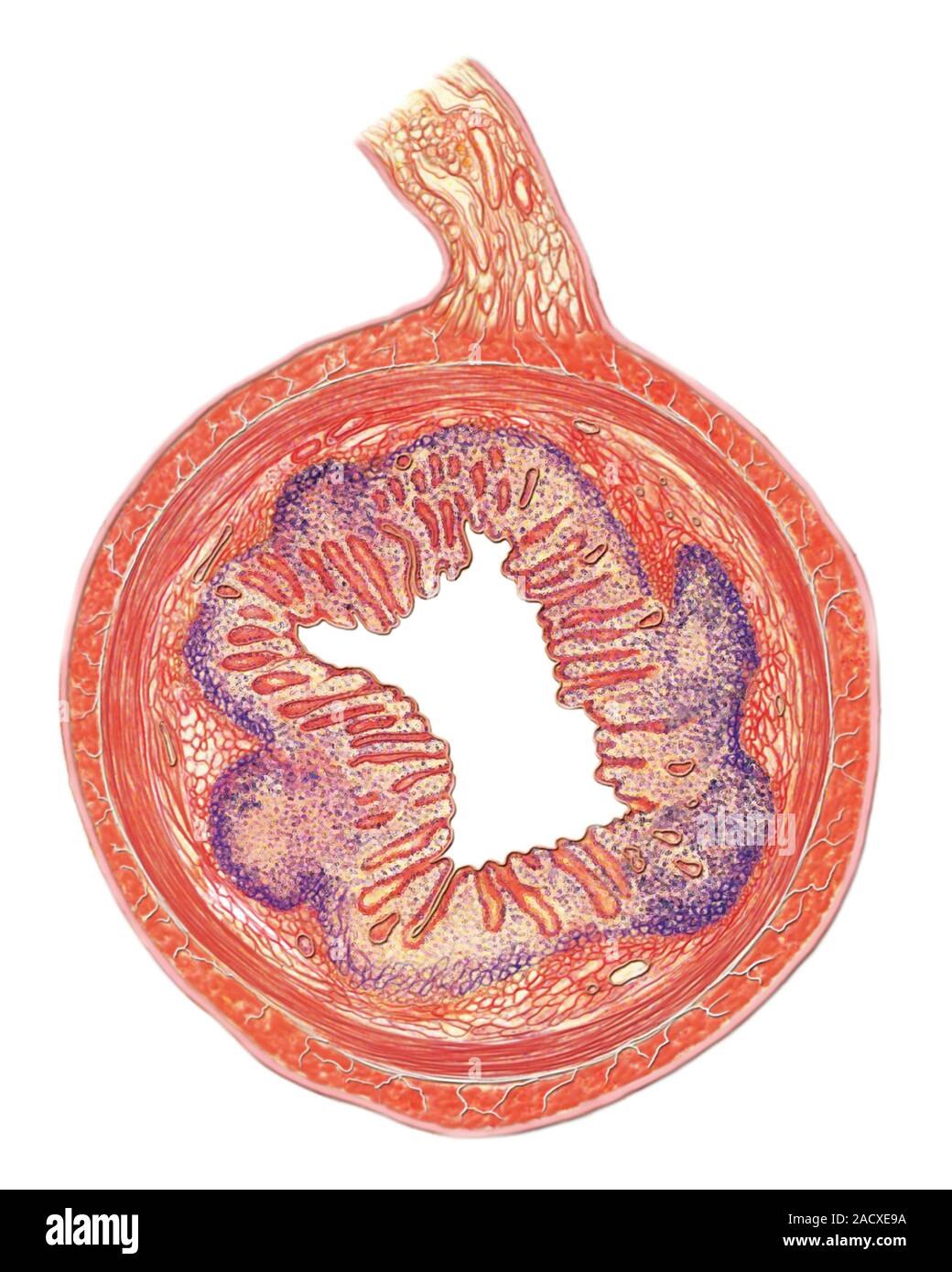 Illustration of the Transverse section of large intestine. This view ...