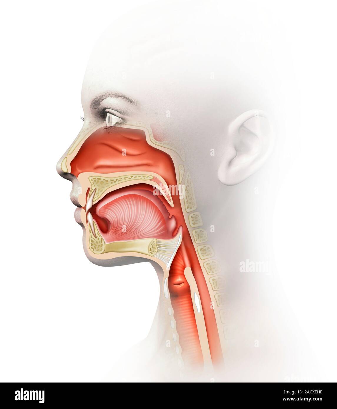 Human head. Artwork of a cross section of the lower head and neck ...