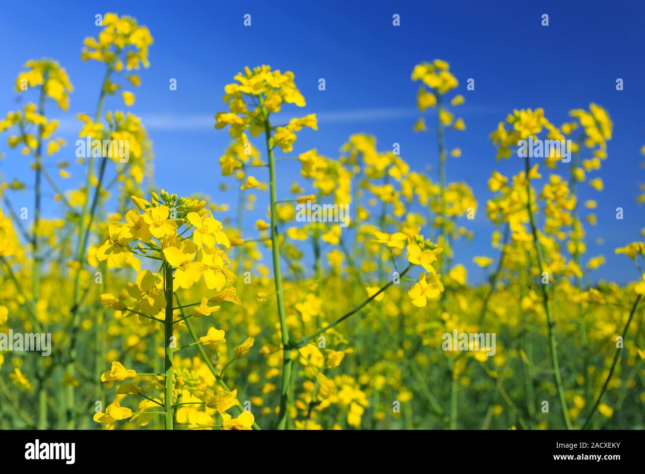 Rapseed hi-res stock photography and images - Alamy