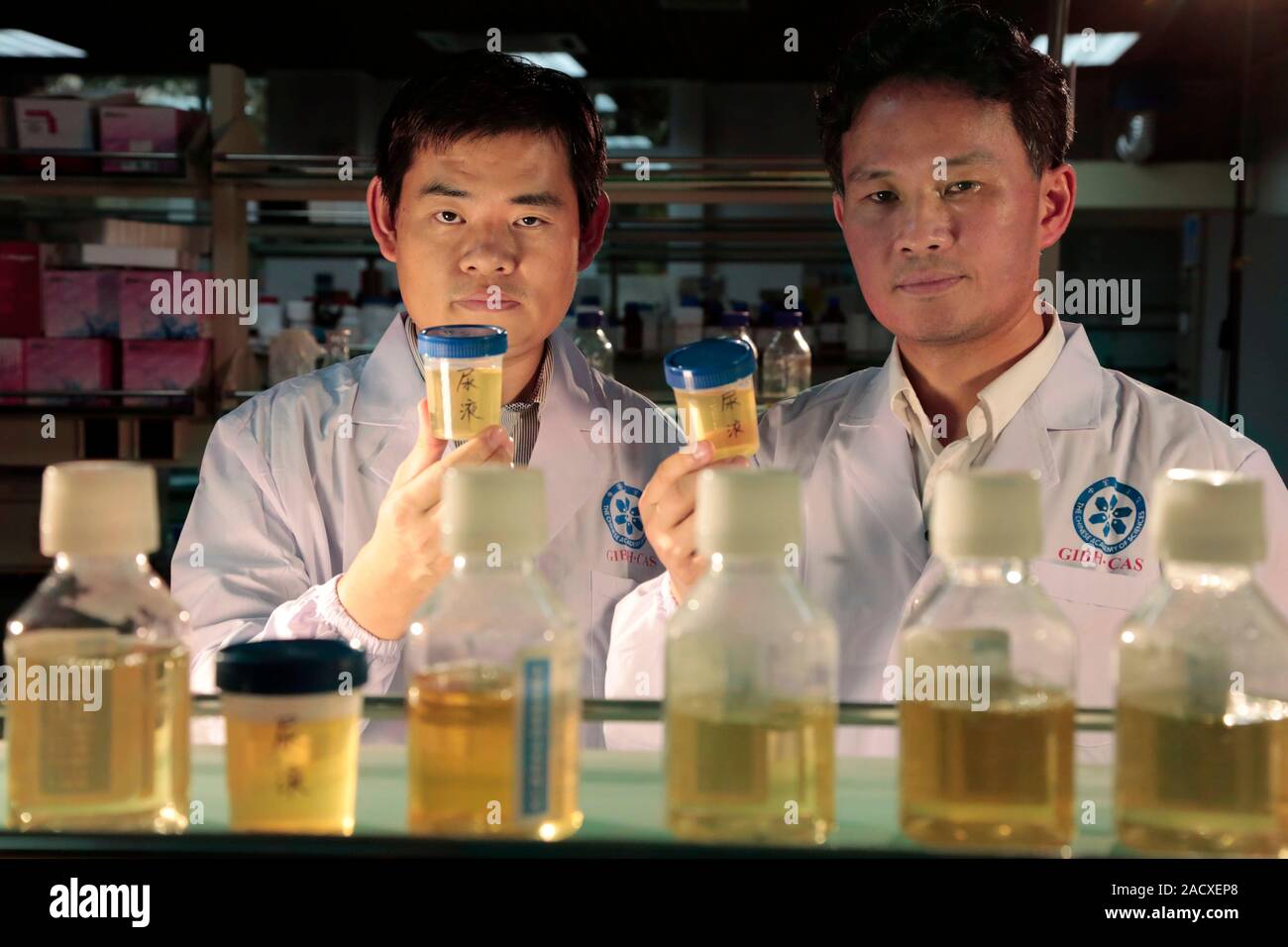 Stem cell research using urine. Two researchers examining samples of ...