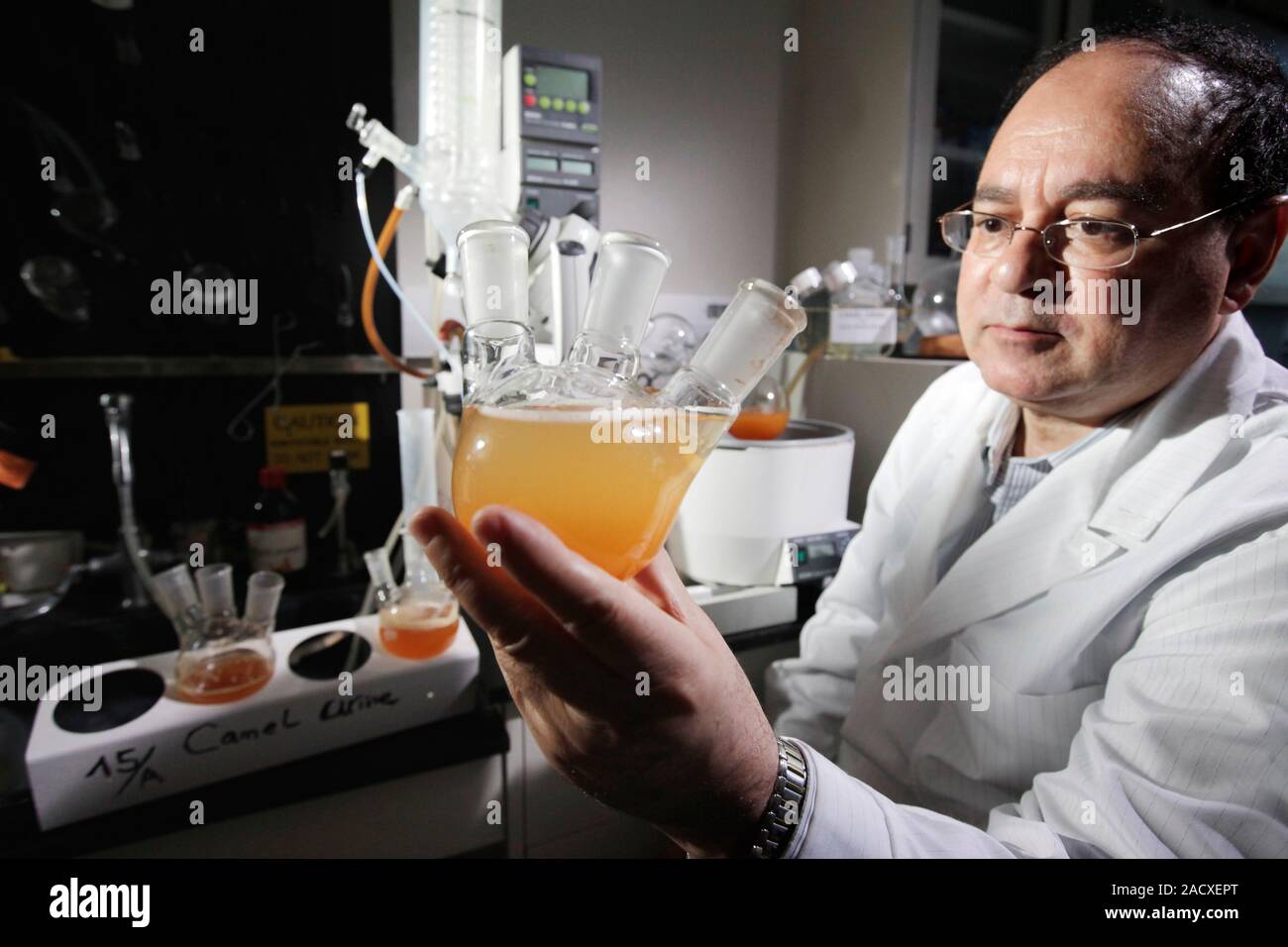 Biomedical scientist using camel urine in cancer research. Camel urine ...