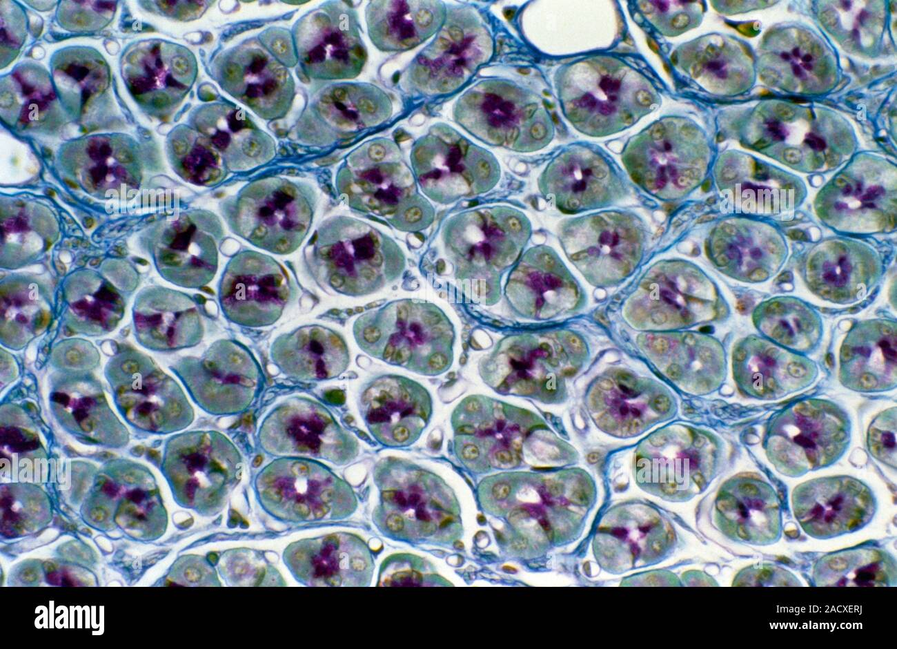 Stomach lining. Light micrograph of a section through the lining of the ...