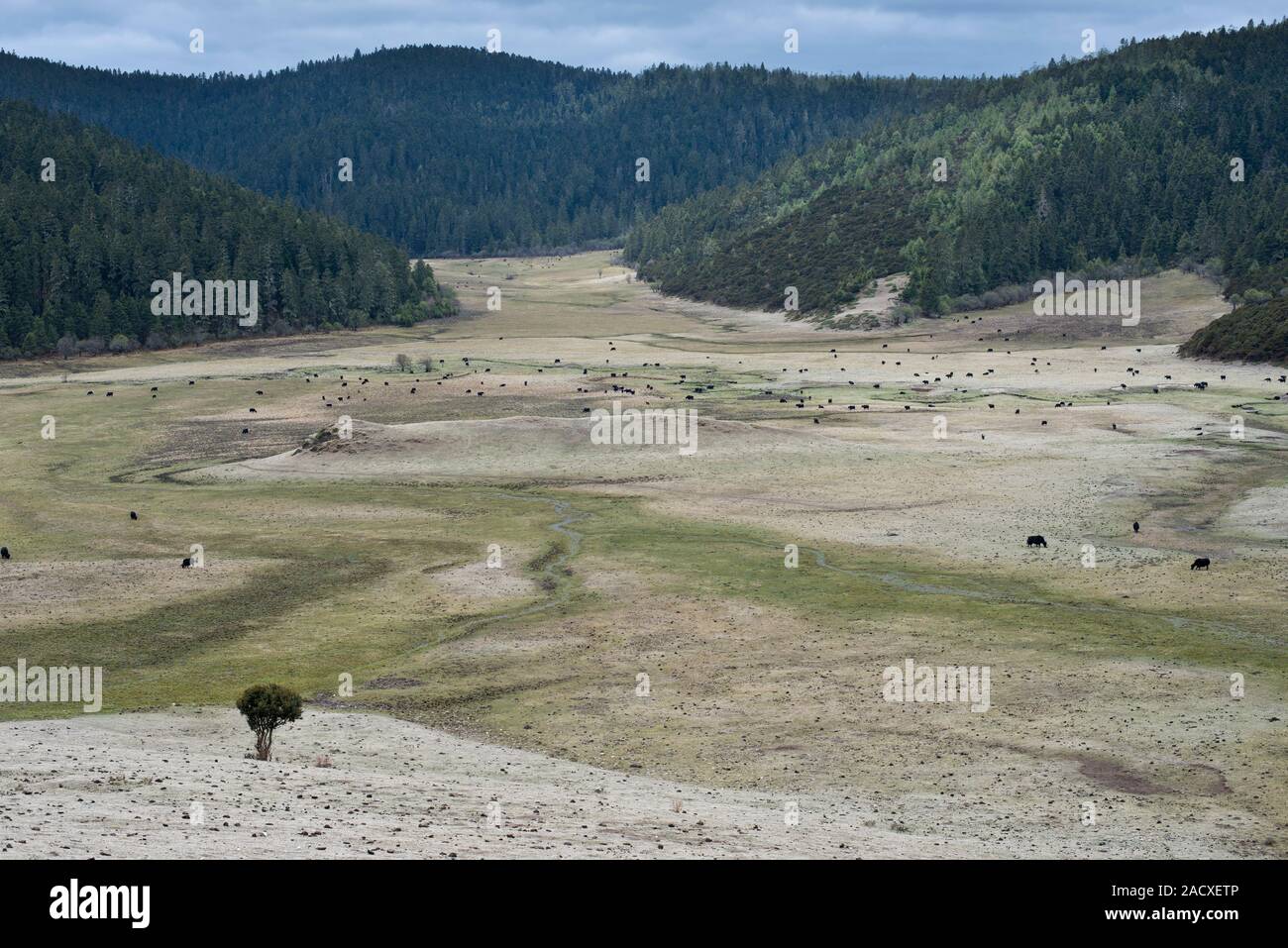 A herd of Yaks and Tibetan ponies in a meadow in Potatso National Park ...