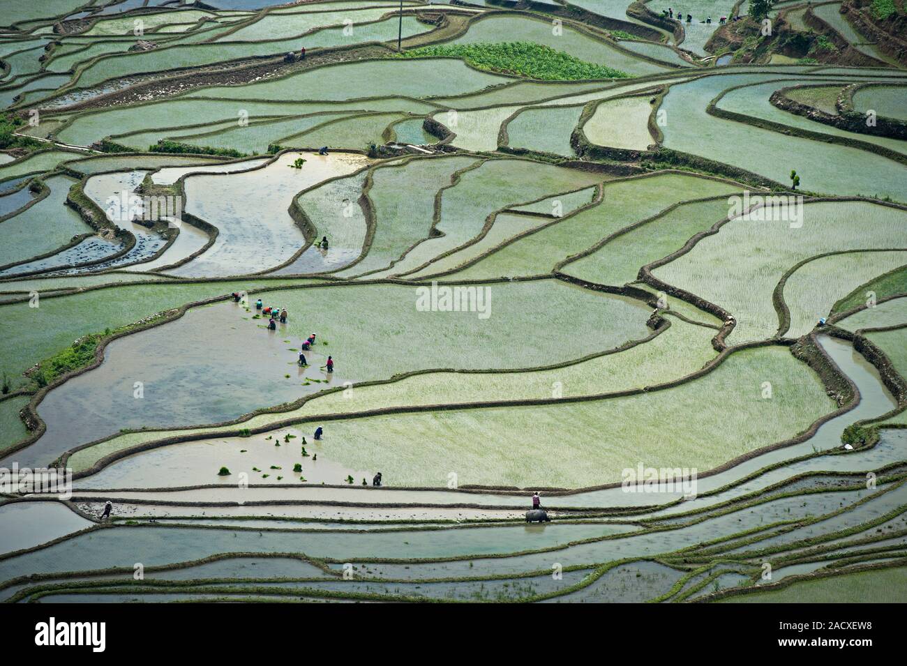 Honghe Hani Rice Terraces is the terrace located in the Honghe ...