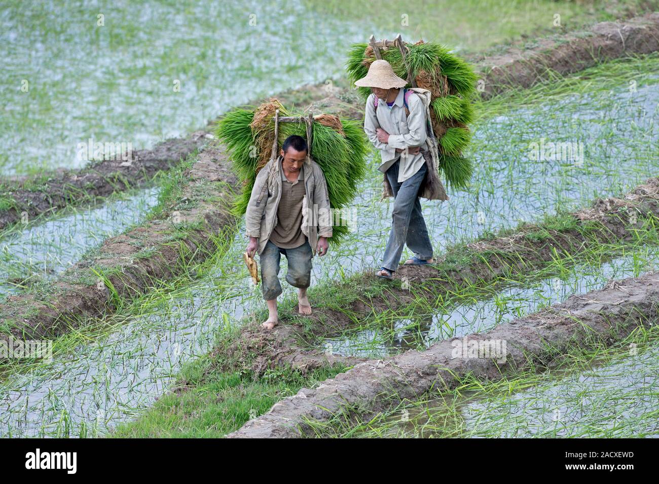 Honghe Hani Rice Terraces is the terrace located in the Honghe ...