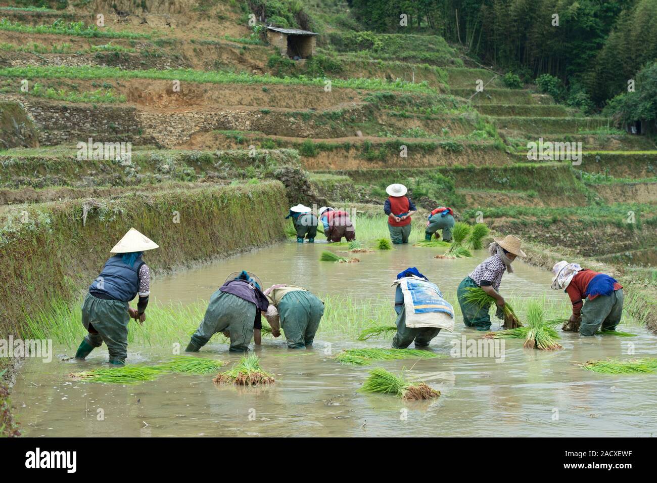 Hani subsistence farmers planting rice in a paddy on the Hani rice ...