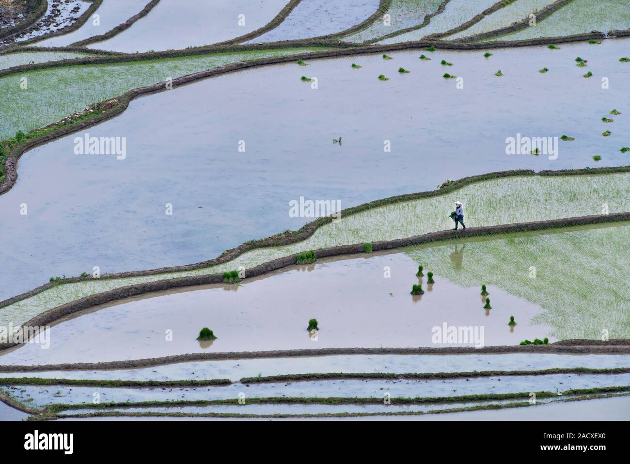 Honghe Hani Rice Terraces, located in the Honghe Prefecture, Yuanyang ...