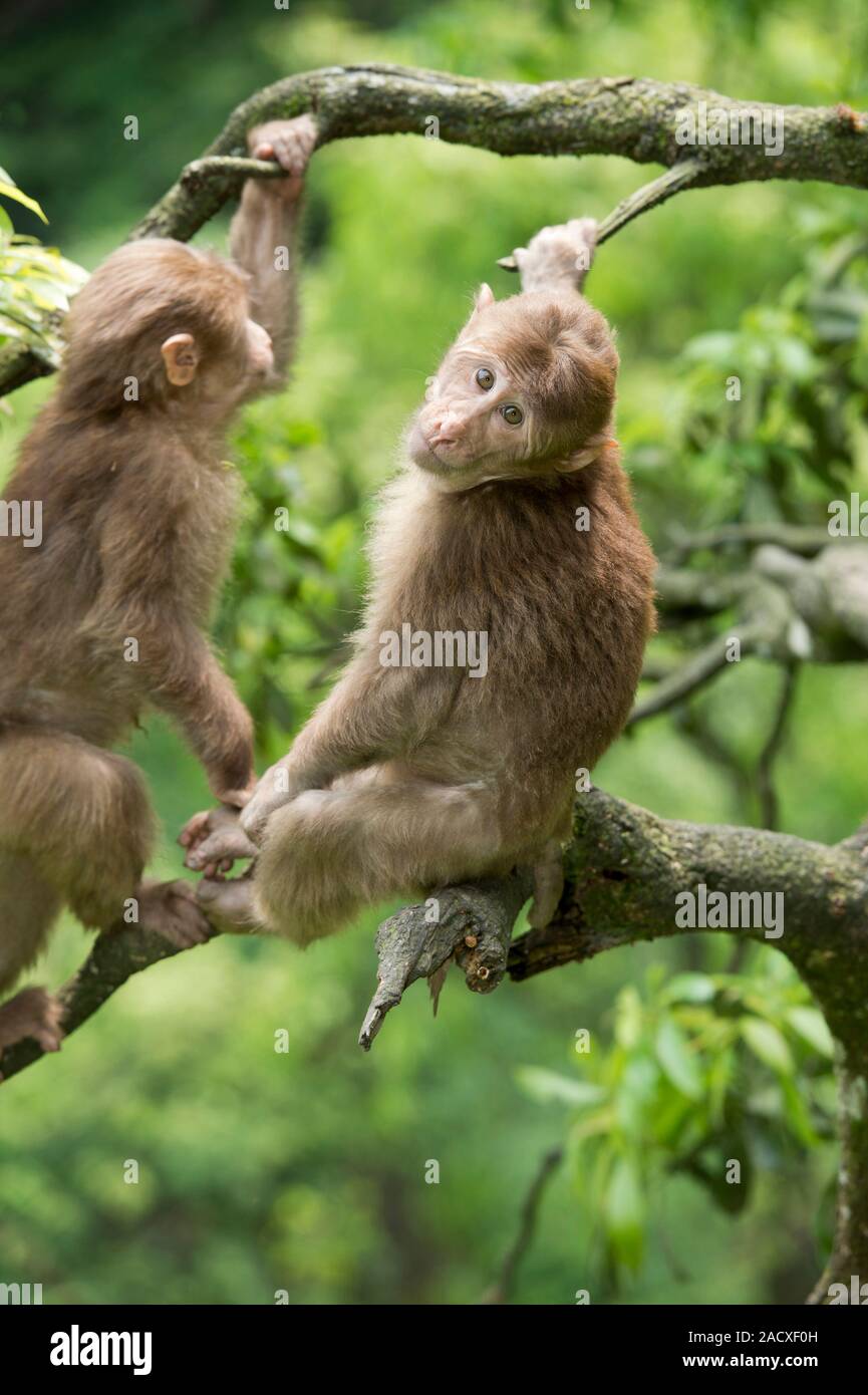 The Tibetan macaque (Macaca thibetana), also known as the Chinese stump ...