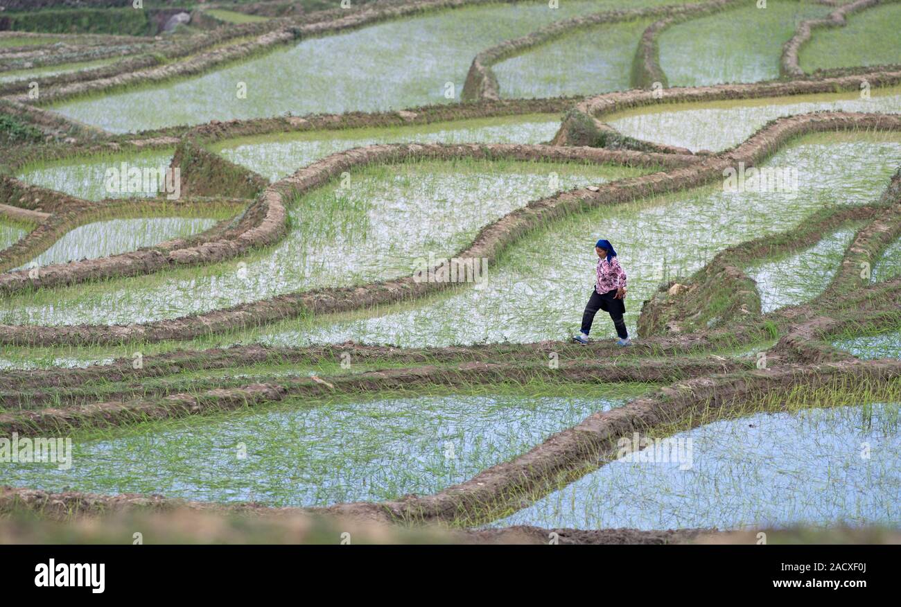 Honghe Hani Rice Terraces, Honghe Prefecture, Yuanyang County, Yunnan ...
