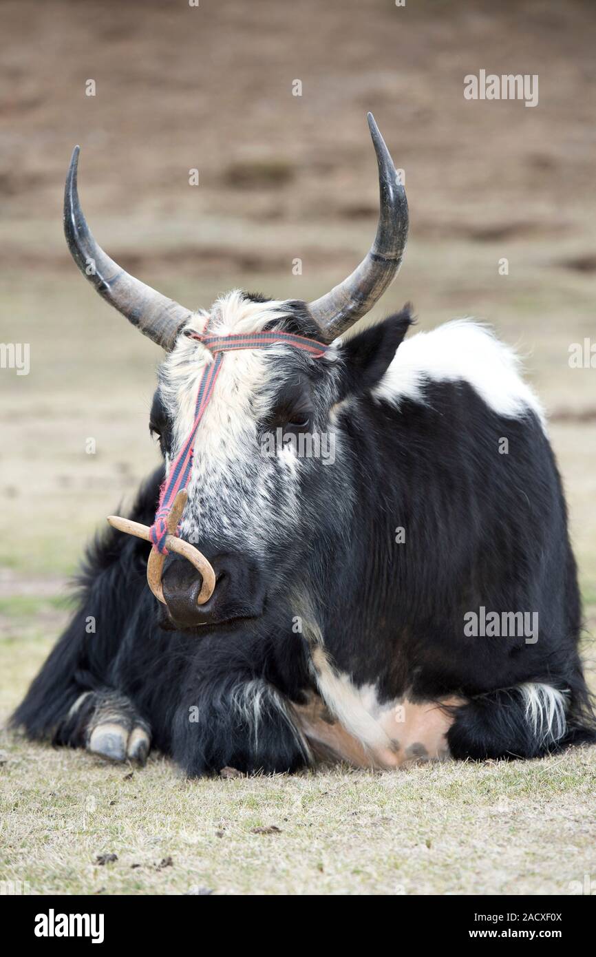 A male yak photographed in Potatso National Park near Shangri-La in ...
