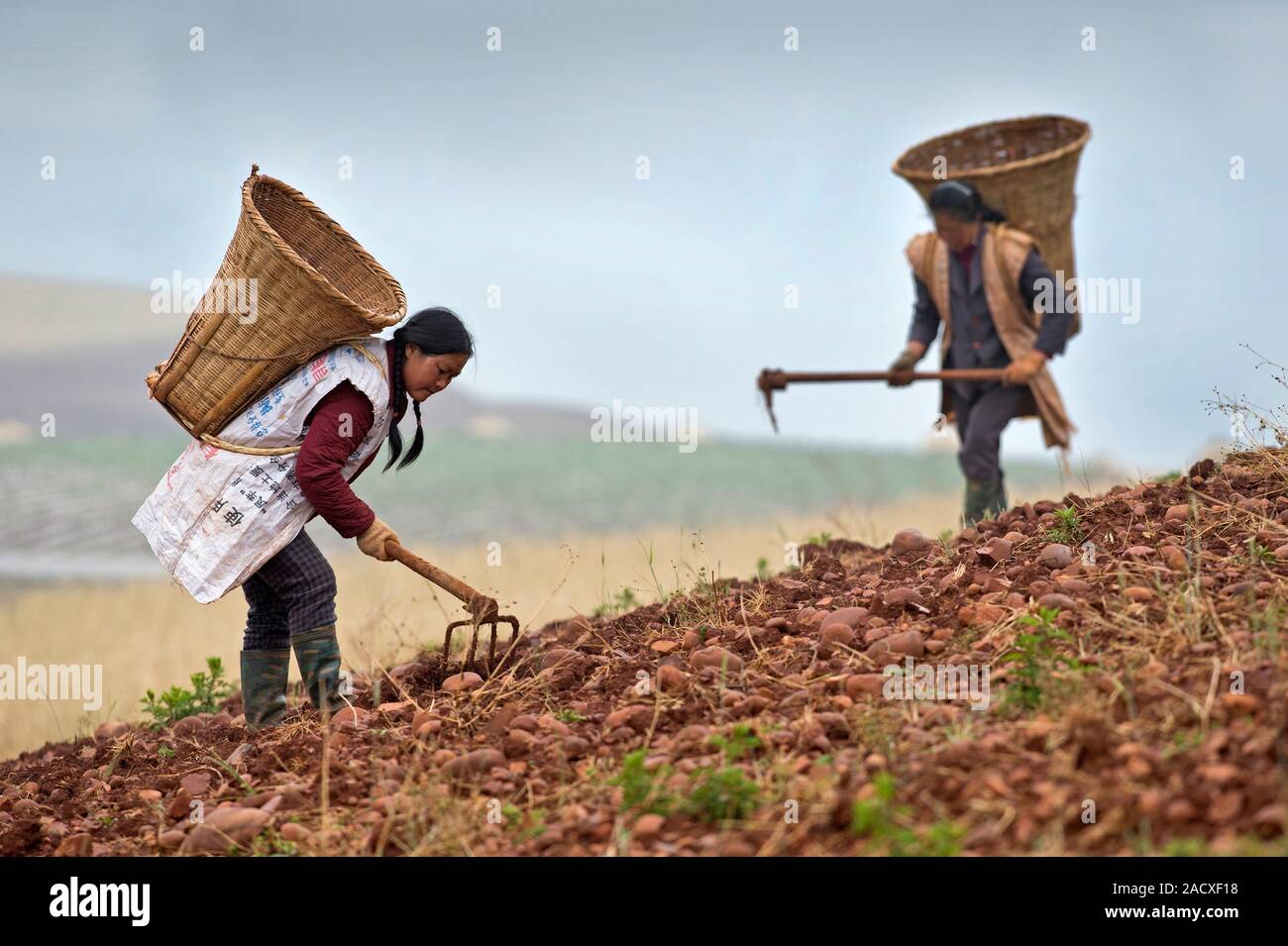 Two female subsistence farmers harvesting potatoes in the red soil of ...
