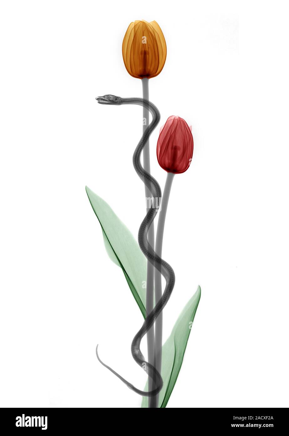 Not for print or poster uses Rod of Asclepius, conceptual coloured X ...