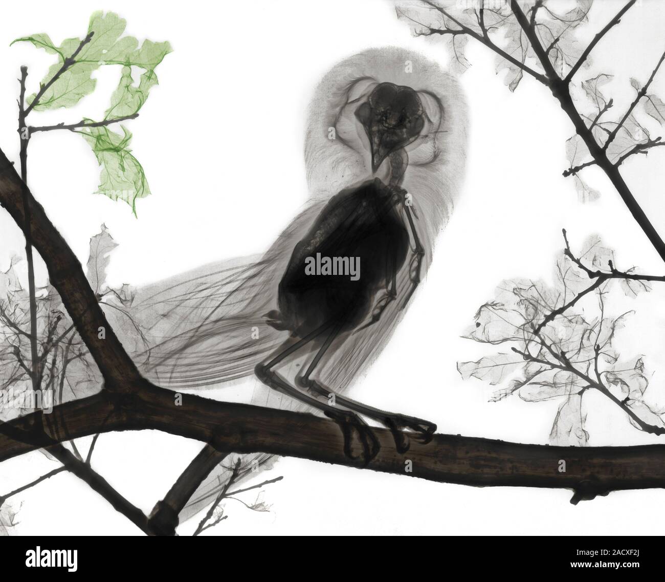 Not for print or poster uses Barn owl (Tyto alba), coloured X-ray Stock ...