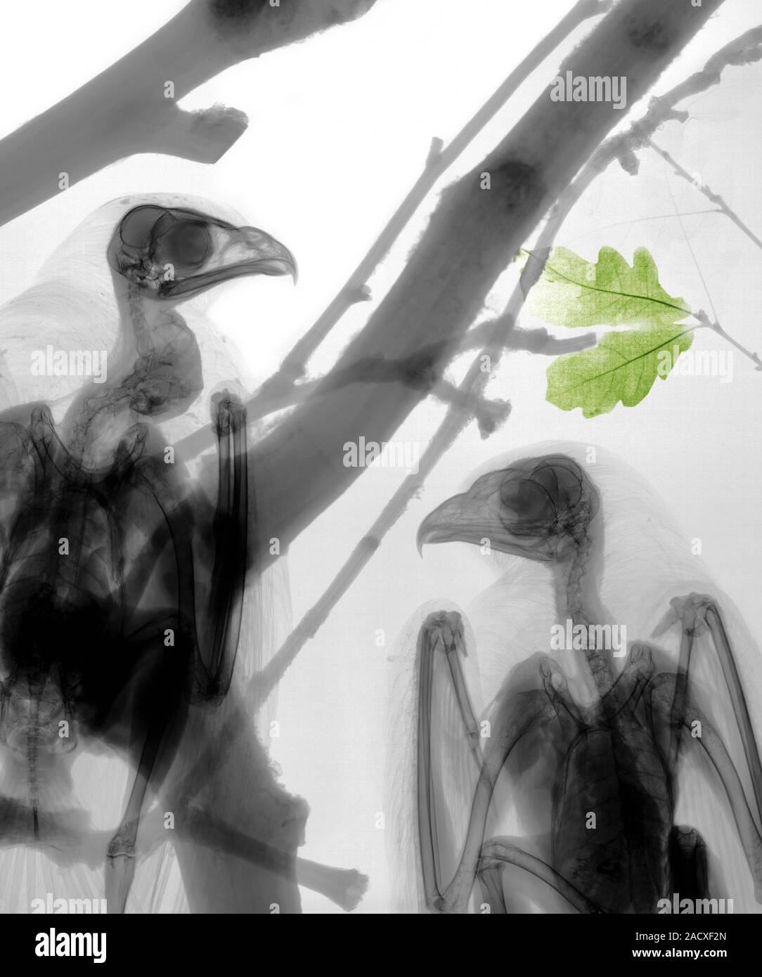 Not for print or poster uses Buzzards (Buteo buteo), coloured X-ray ...