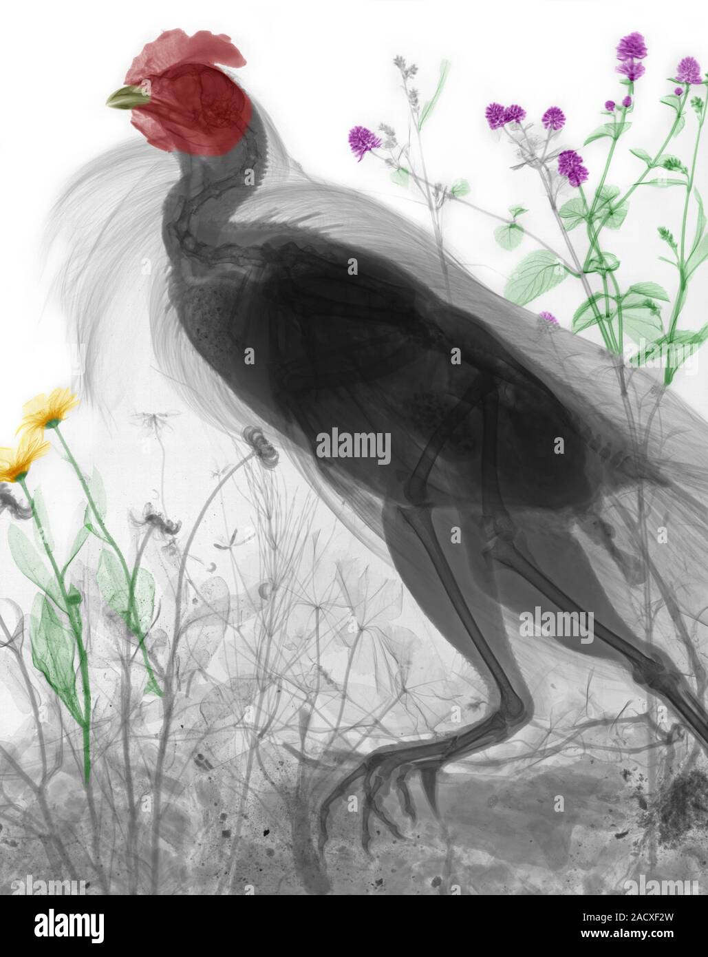 Not for print or poster uses Chicken (Gallus domesticus), coloured X ...