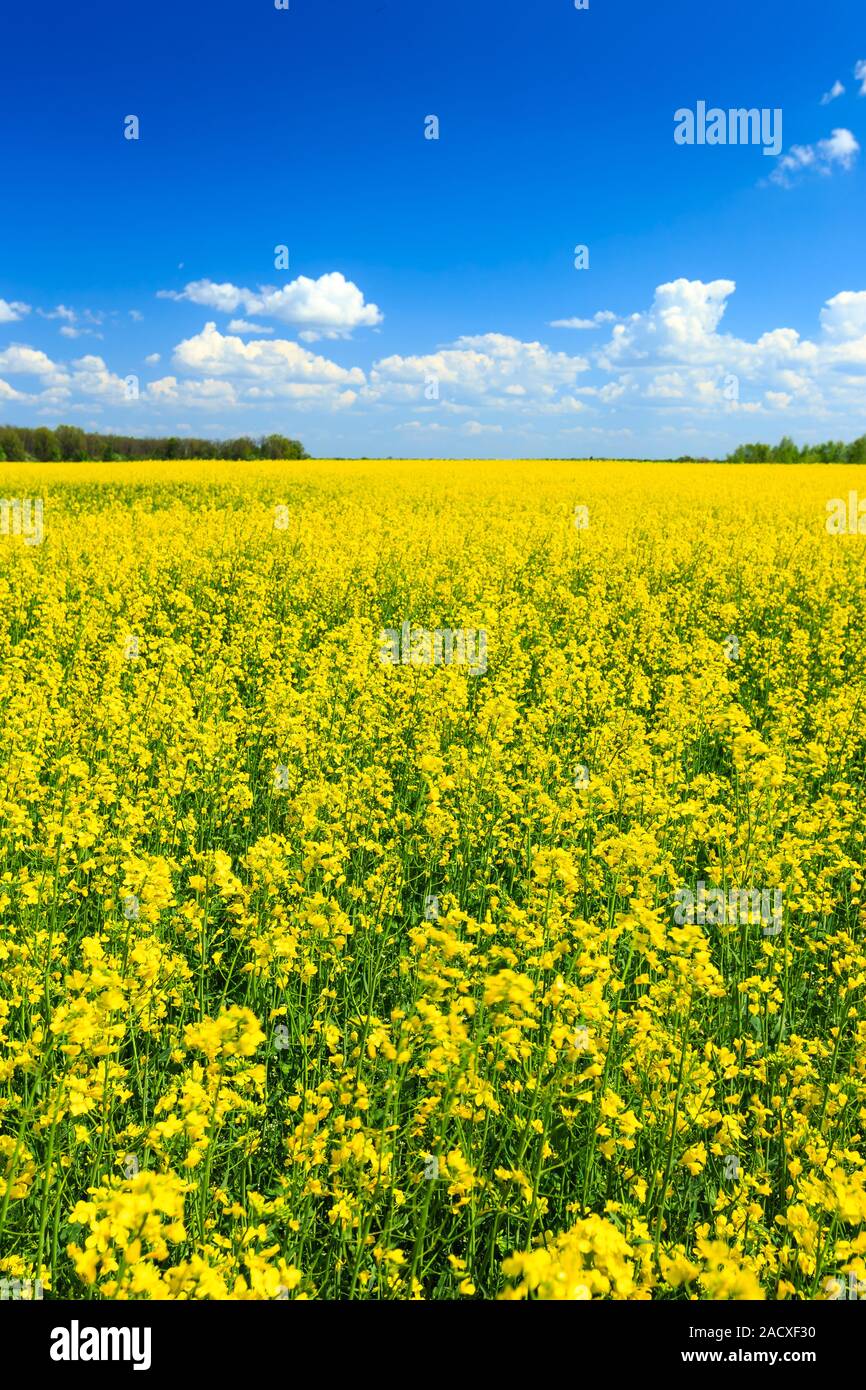 Rapeseed Blossom Stem High Resolution Stock Photography and Images - Alamy