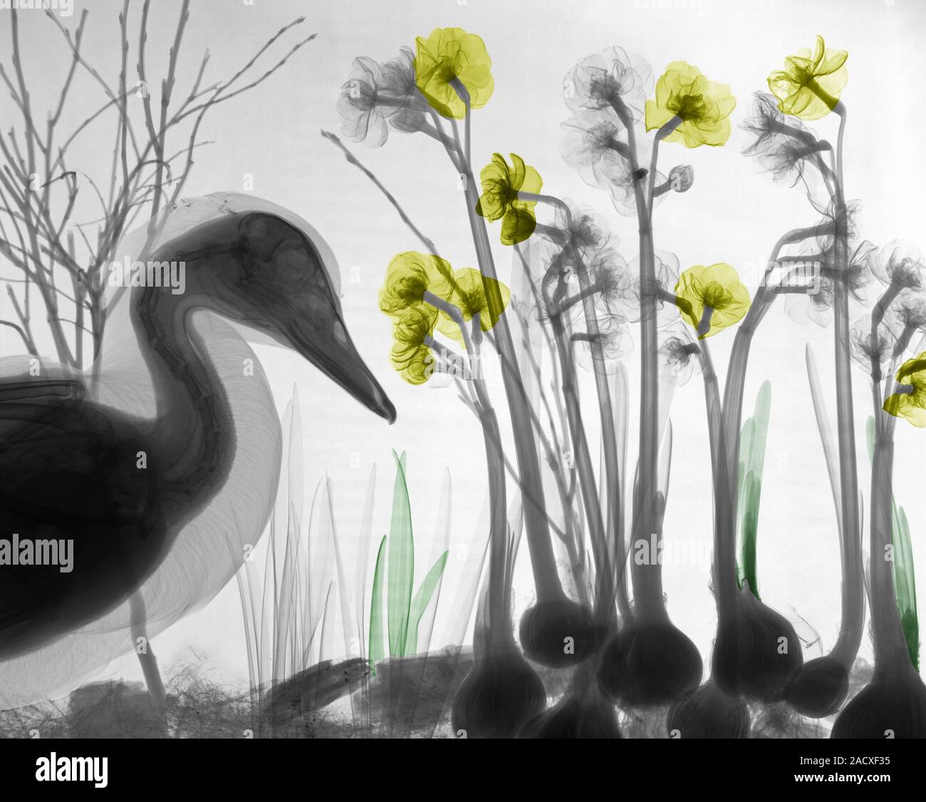 Not for print or poster uses Duck and flowers, coloured X-ray Stock ...