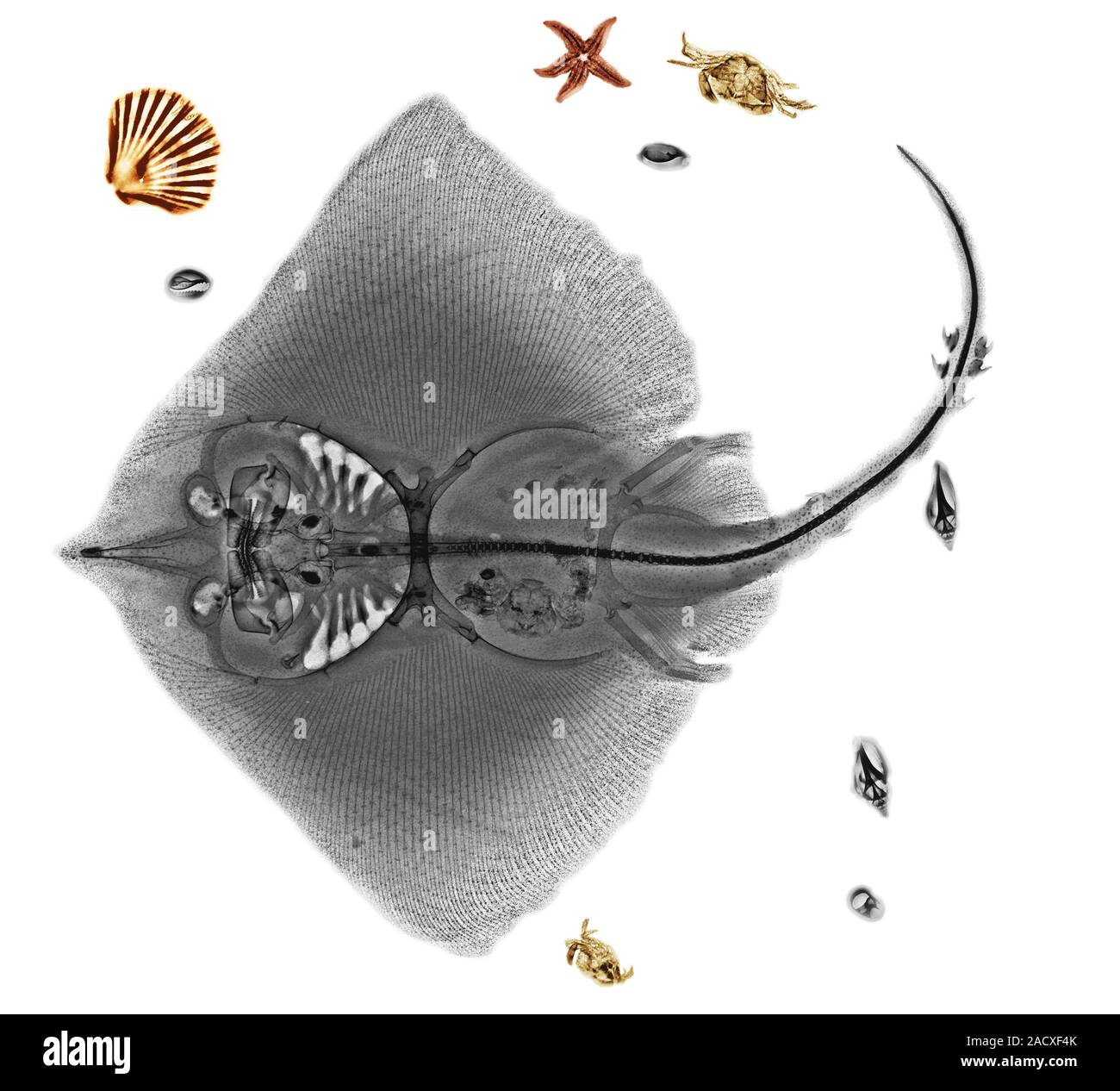 Not for print or poster uses Ray fish (order Batoidei), coloured X-ray ...