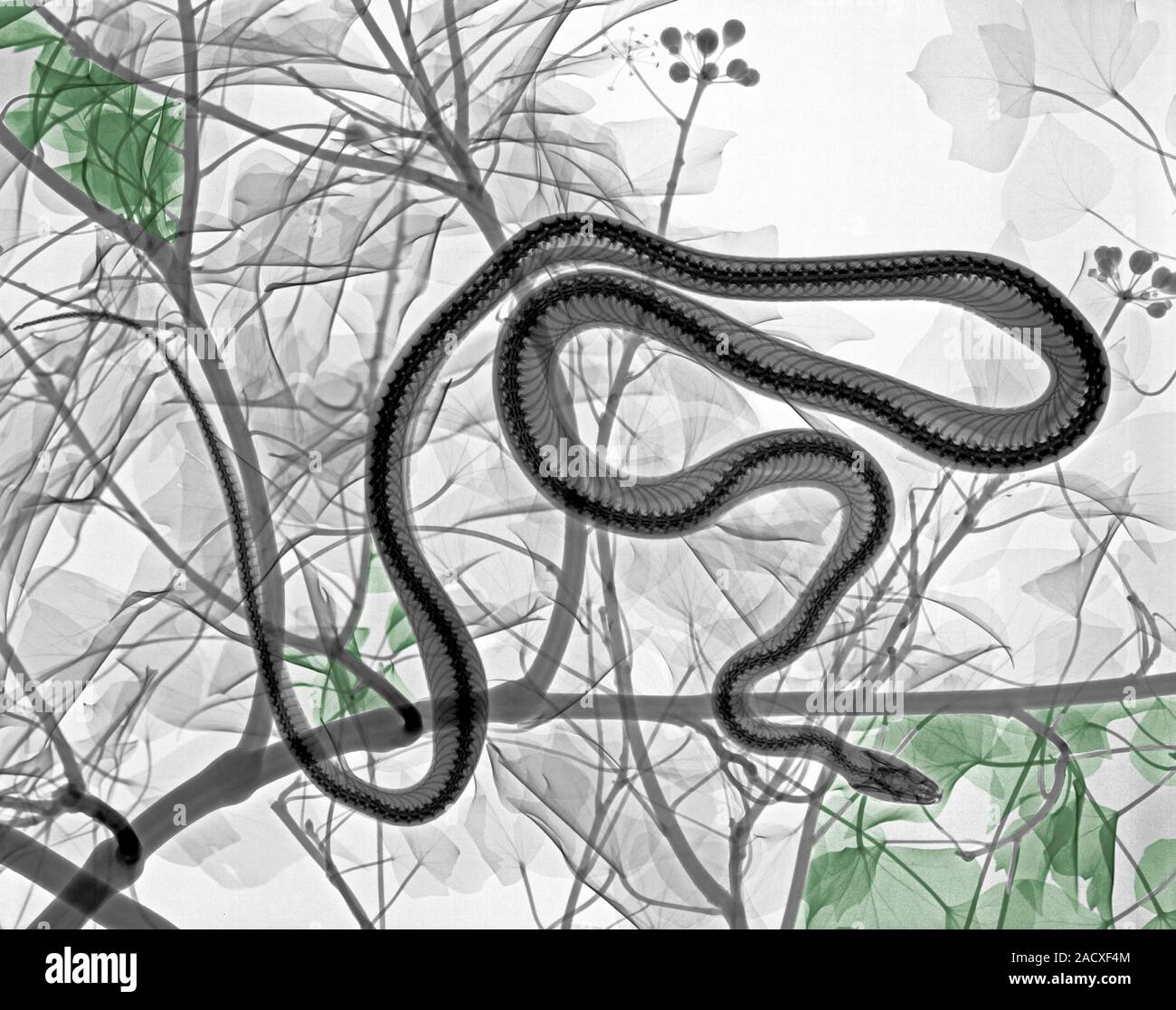 Not for print or poster uses Snake amongst ivy (Hedera sp.), coloured X ...
