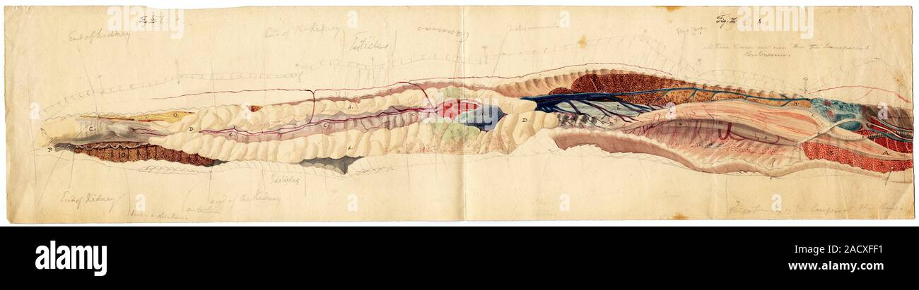 Rattlesnake anatomy. Watercolour illustrating the internal anatomy and ...