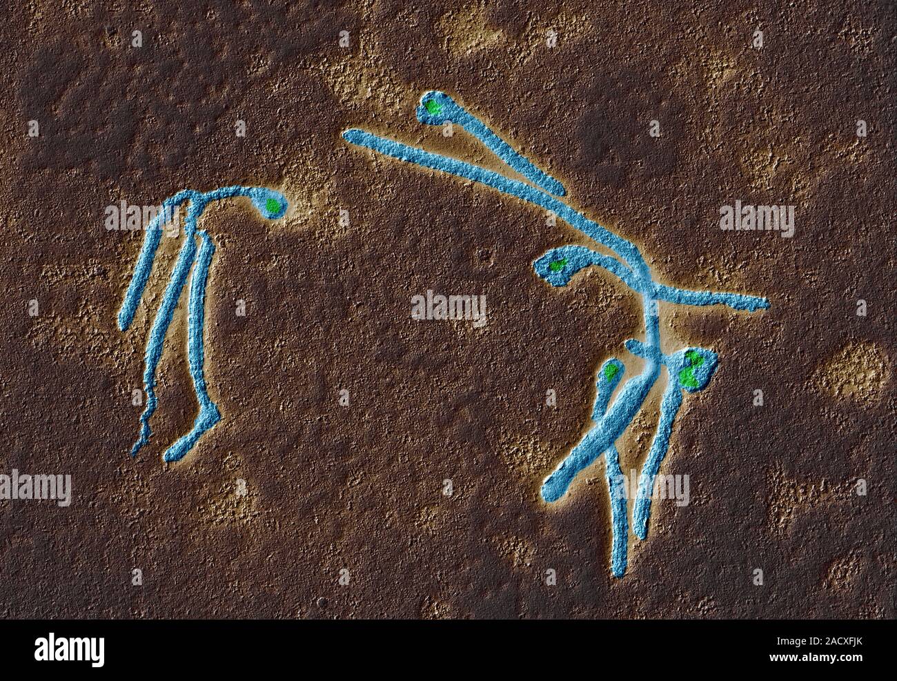 Ebola virus particles, coloured transmission electron micrograph (TEM ...