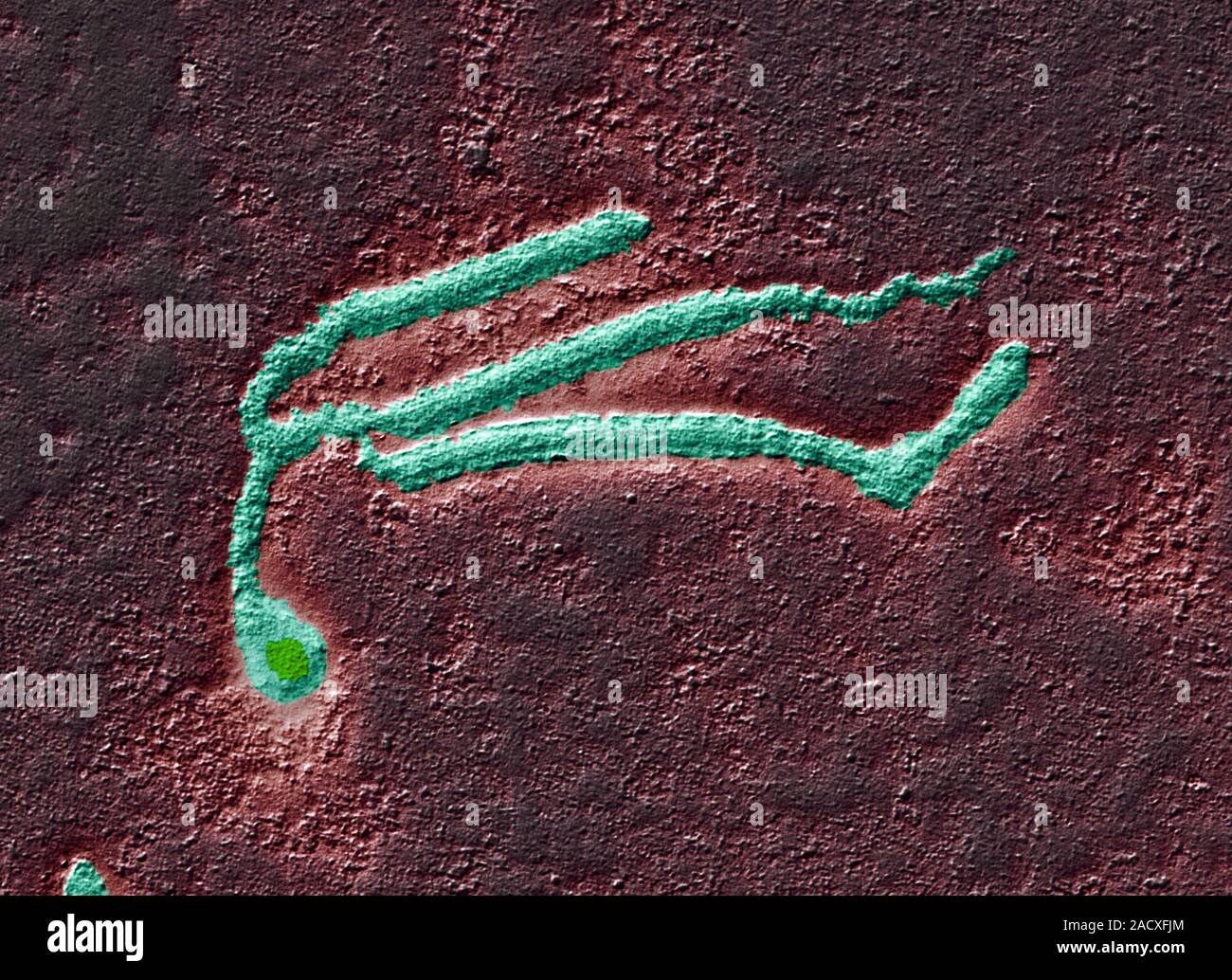 Ebola virus particles, coloured transmission electron micrograph (TEM ...