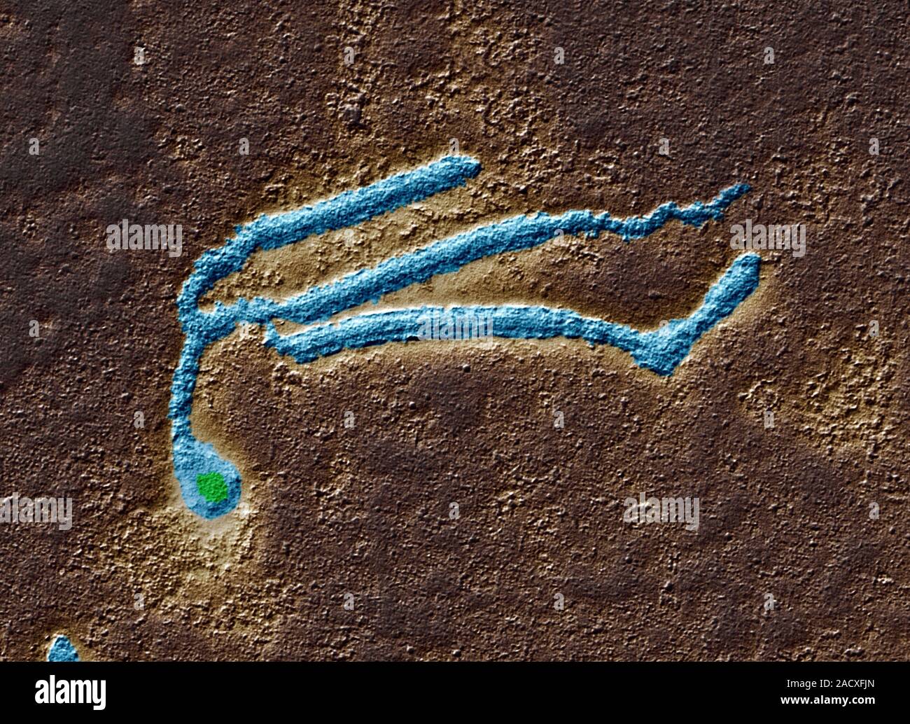 Ebola virus particles, coloured transmission electron micrograph (TEM ...
