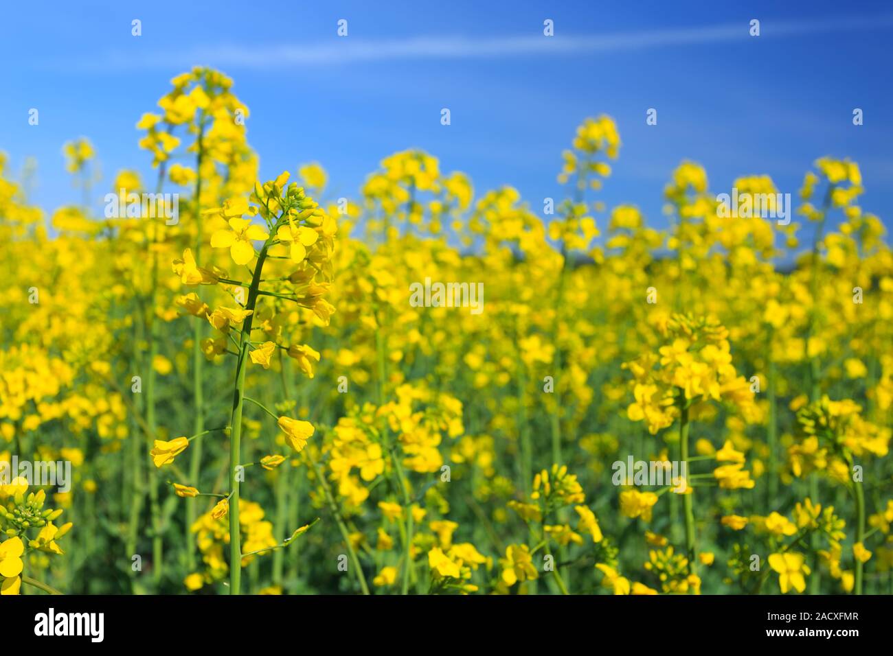 Rapaseed canola hi-res stock photography and images - Alamy