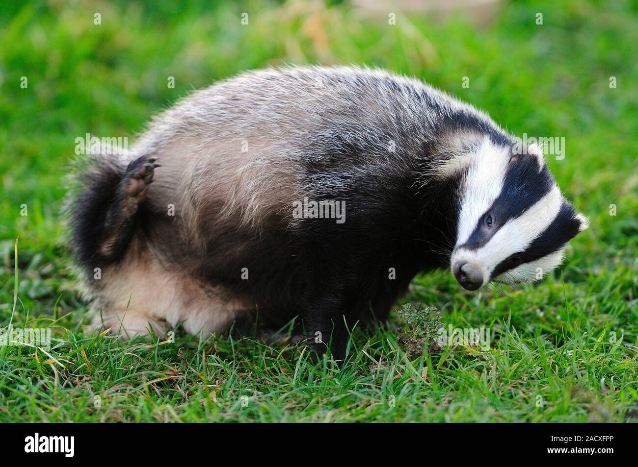 Female badger (Meles meles) scratching. Photographed in November, in ...
