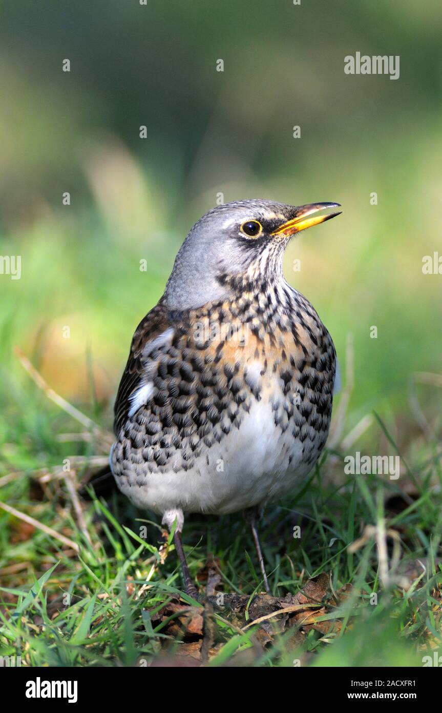 Fieldfare (Turdus pilaris) in winter. Photographed in December, in ...