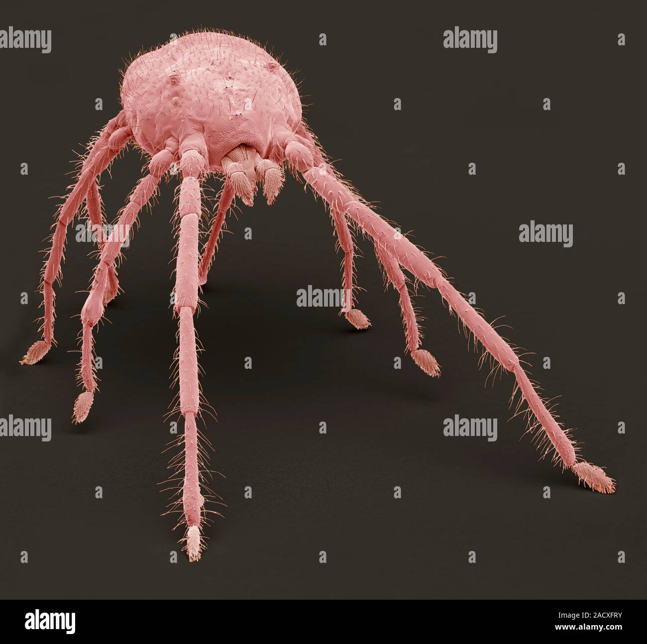 Coloured scanning electron micrograph (SEM) of a predatory mite. Mites ...