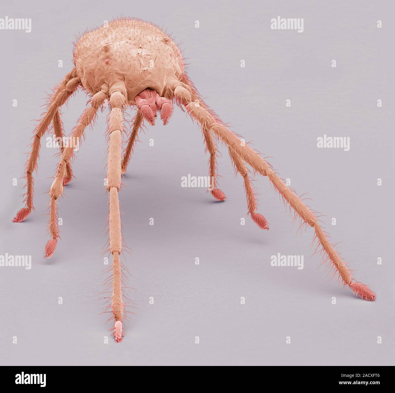 Coloured scanning electron micrograph (SEM) of a predatory mite. Mites ...