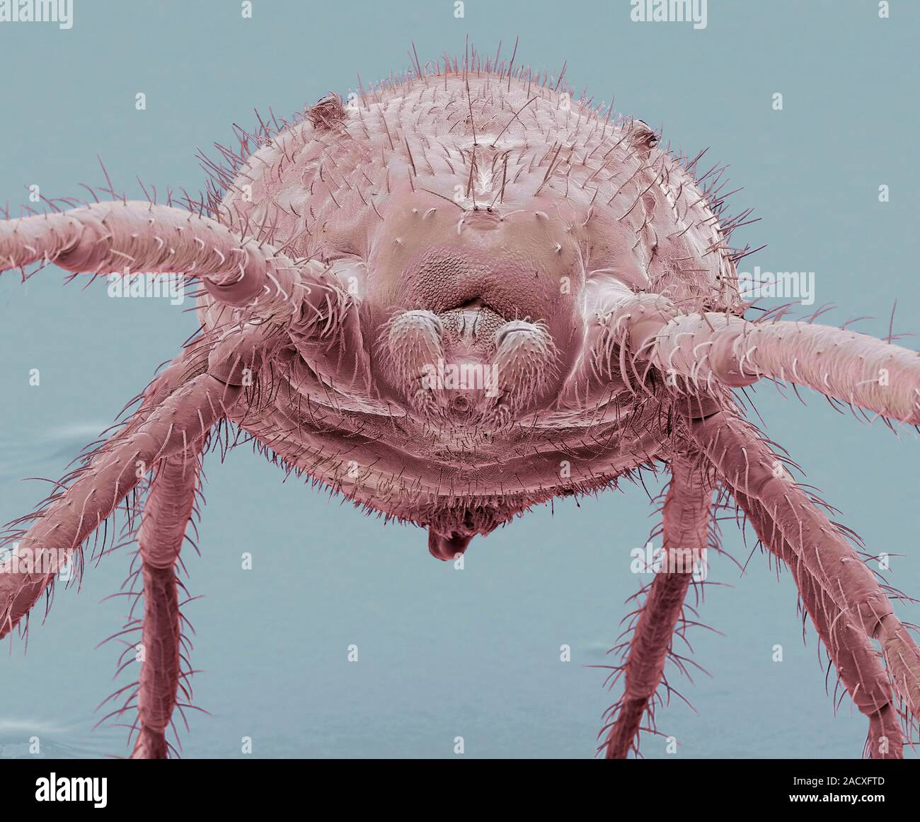 Coloured scanning electron micrograph (SEM) of a predatory mite. Mites ...