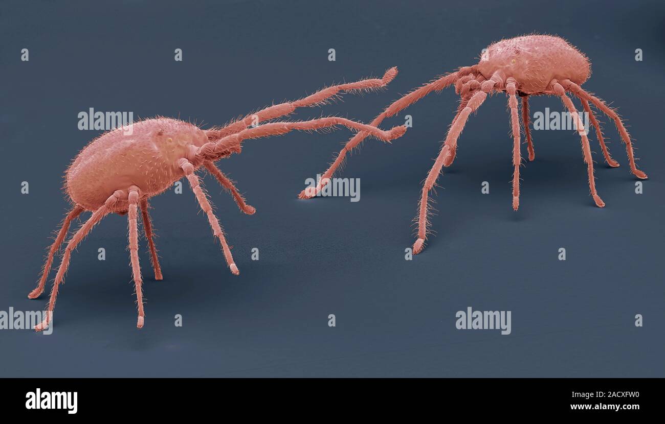 Coloured scanning electron micrograph (SEM) of predatory mites. Mites ...