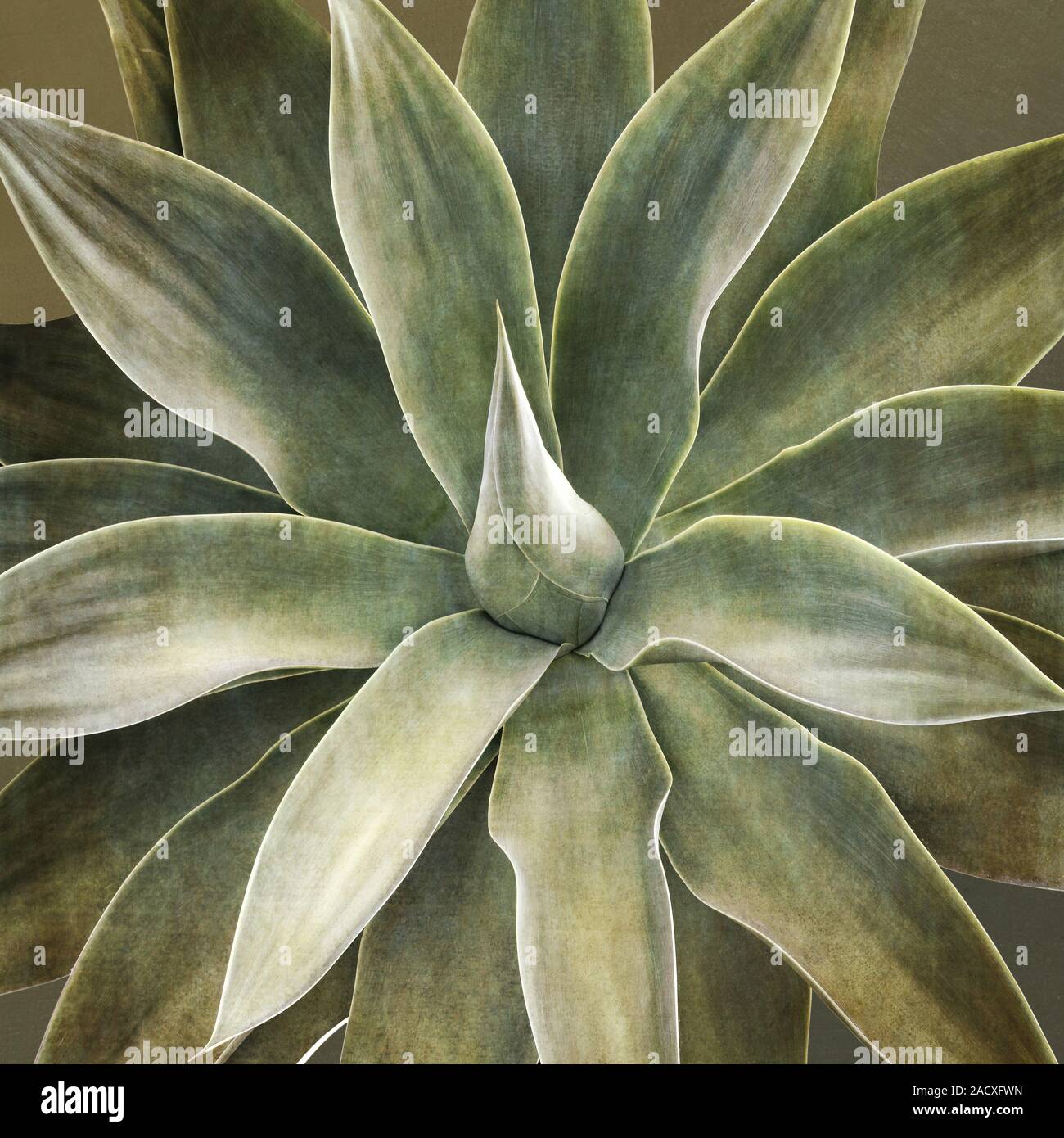 Dragon Tree Magave (Agave attenuata Stock Photo - Alamy