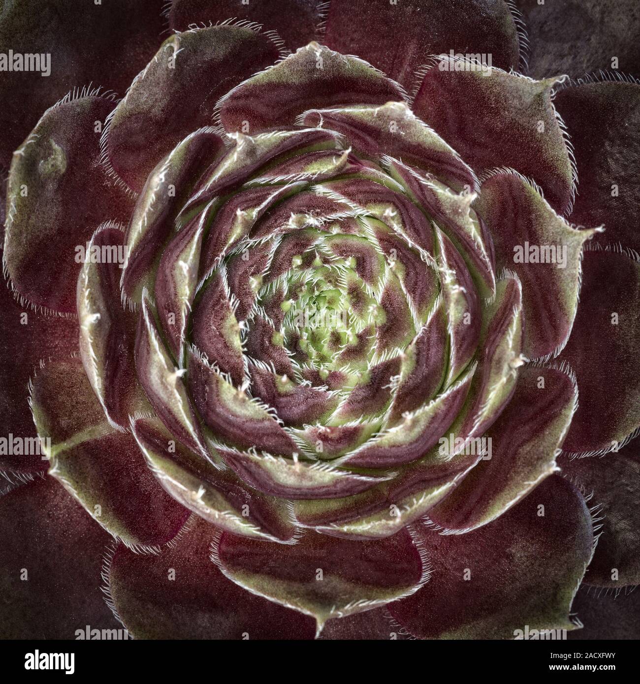 The root house hi-res stock photography and images - Alamy