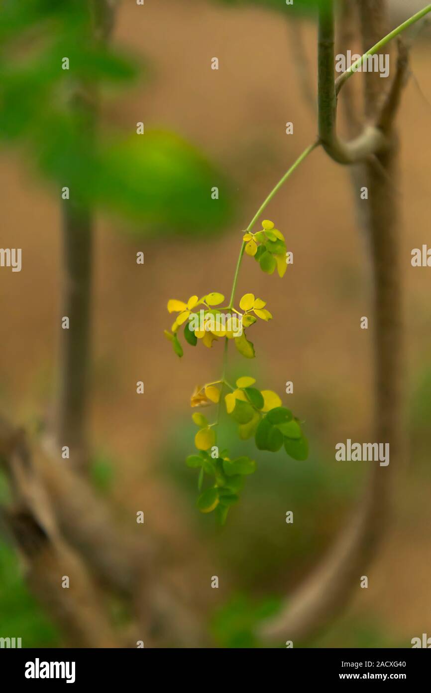 Young elm trees hi-res stock photography and images - Alamy