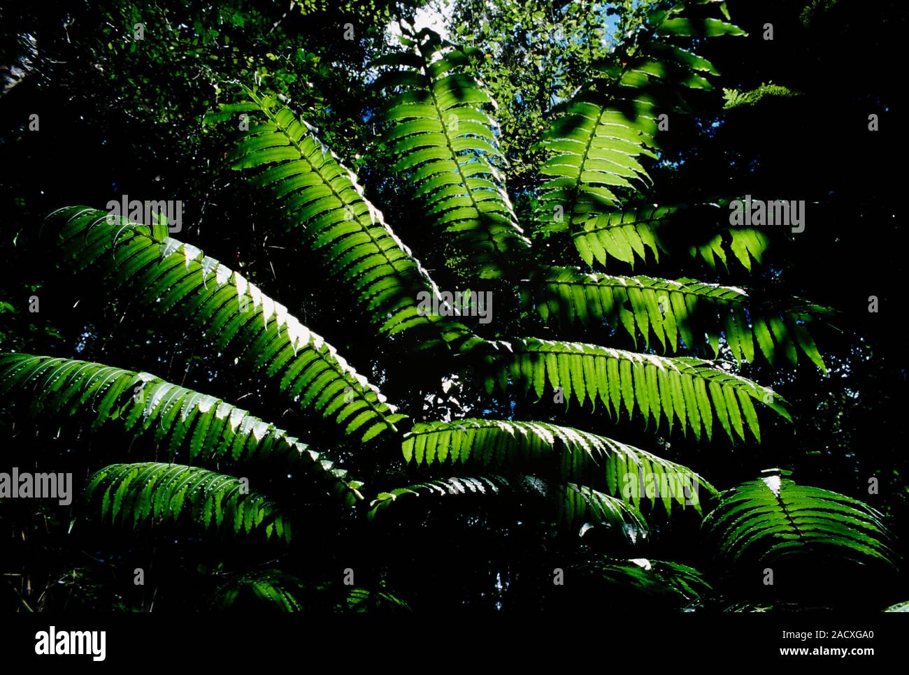 King fern (Ptisana salicina). Photographed in Madagascar Stock Photo ...