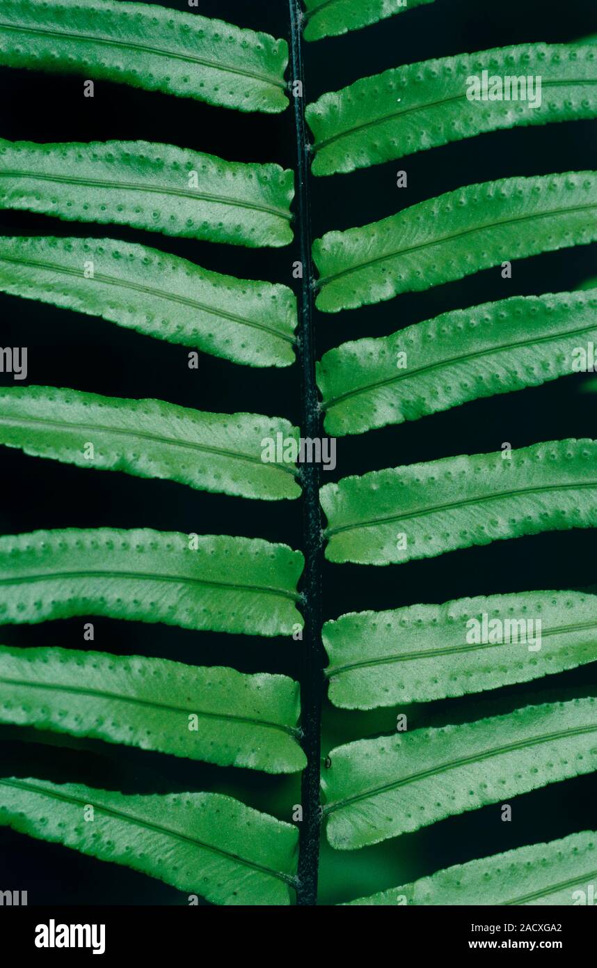 King fern (Ptisana salicina) frond. Photographed in Madagascar Stock ...