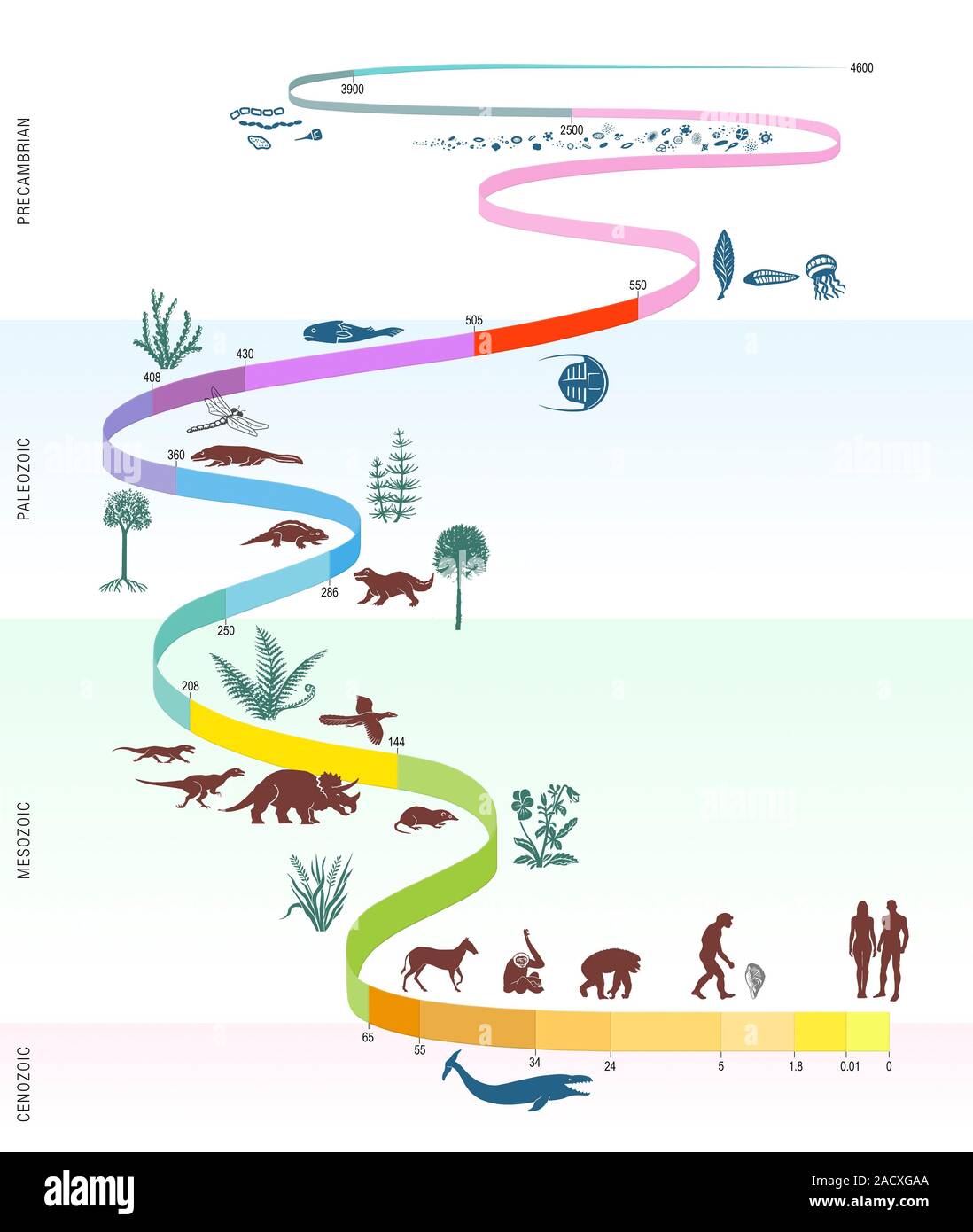Geological timescale and life. Artwork of life that evolved on Earth's ...