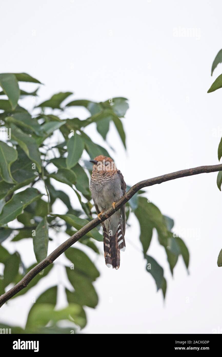 Grey-bellied Cuckoo (Cacomantis passerinus Stock Photo - Alamy