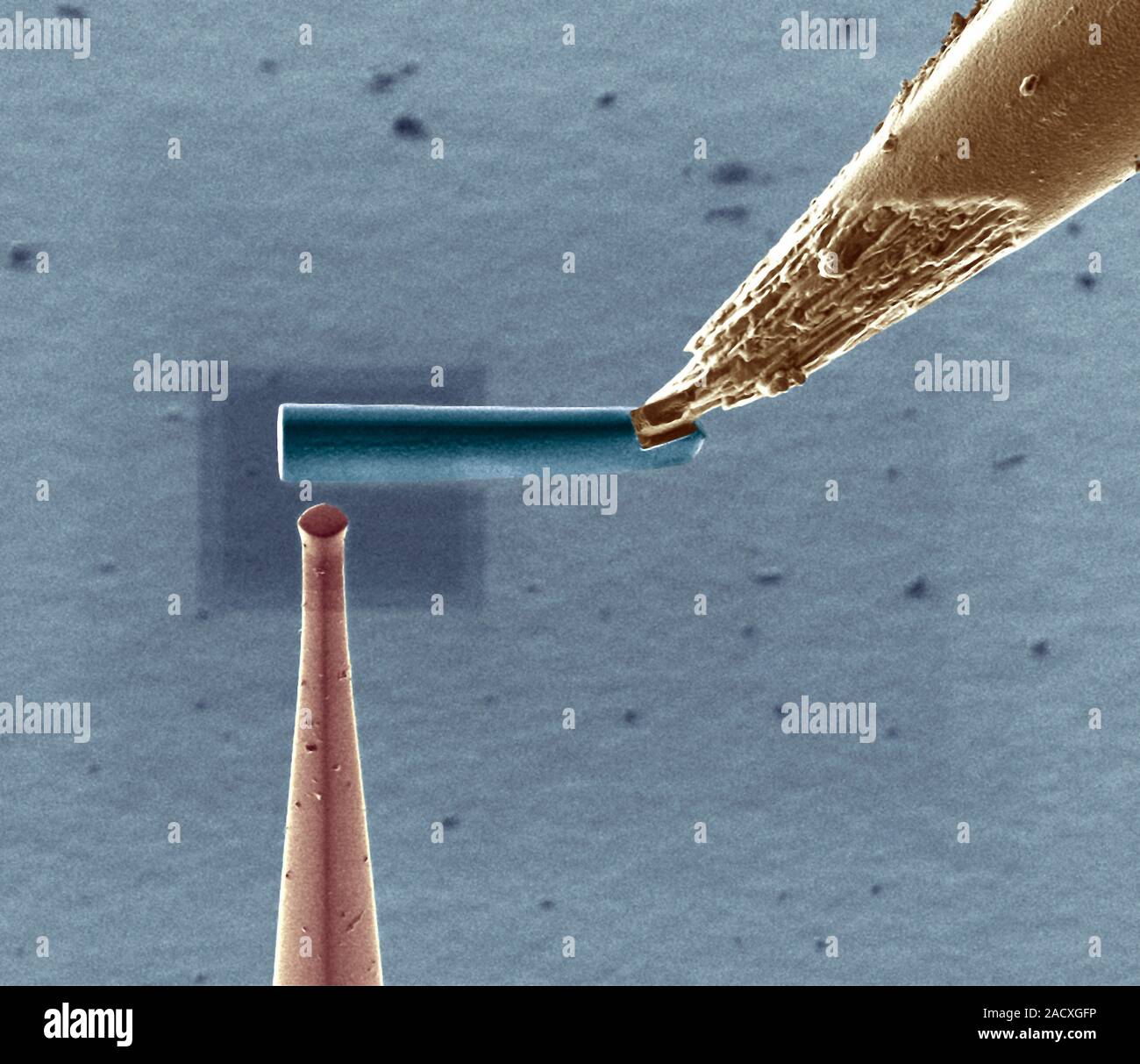 Coloured scanning electron micrograph (SEM) of a sample of aluminium ...