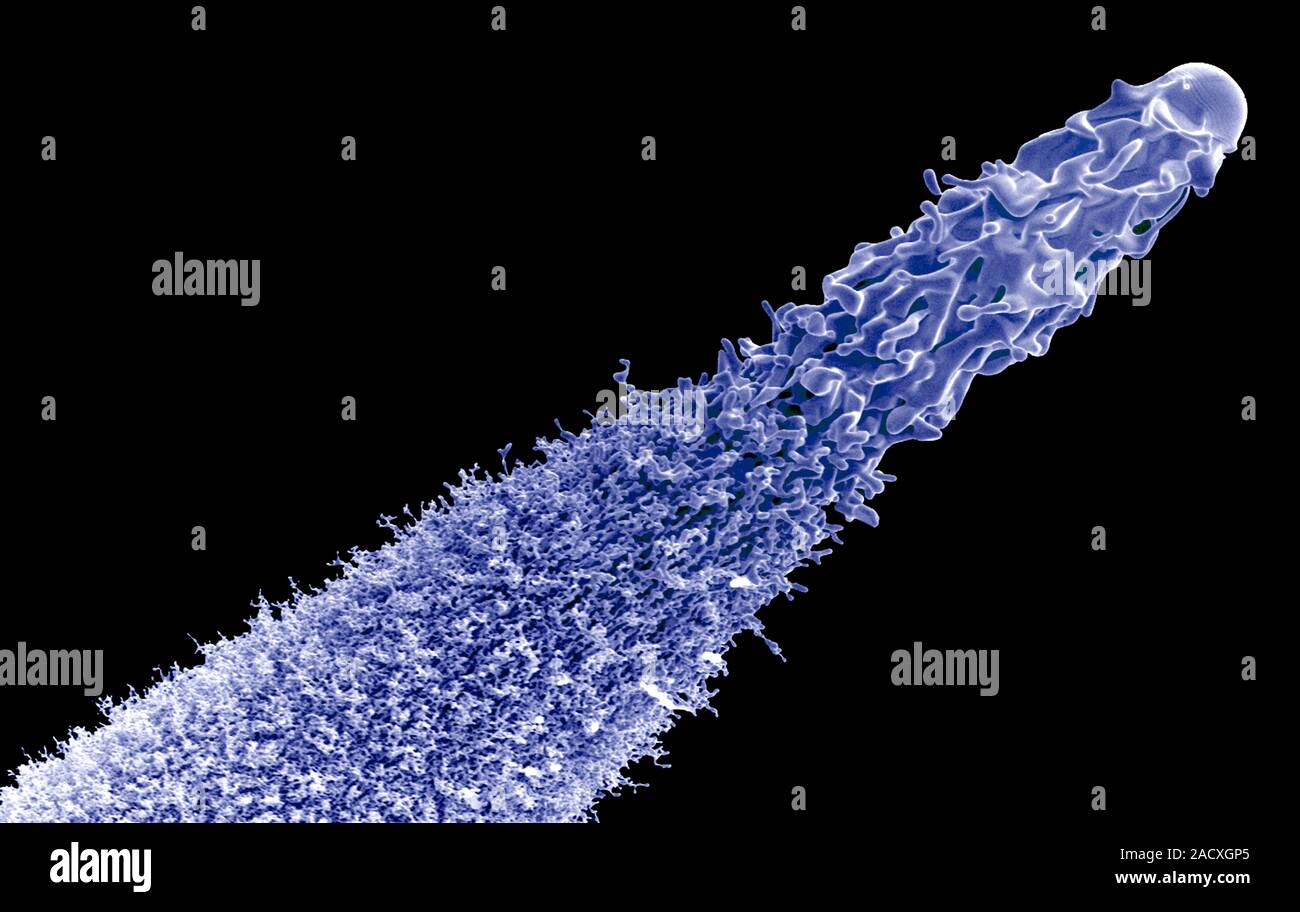 Blown tungsten filament. Coloured scanning electron micrograph (SEM) of ...