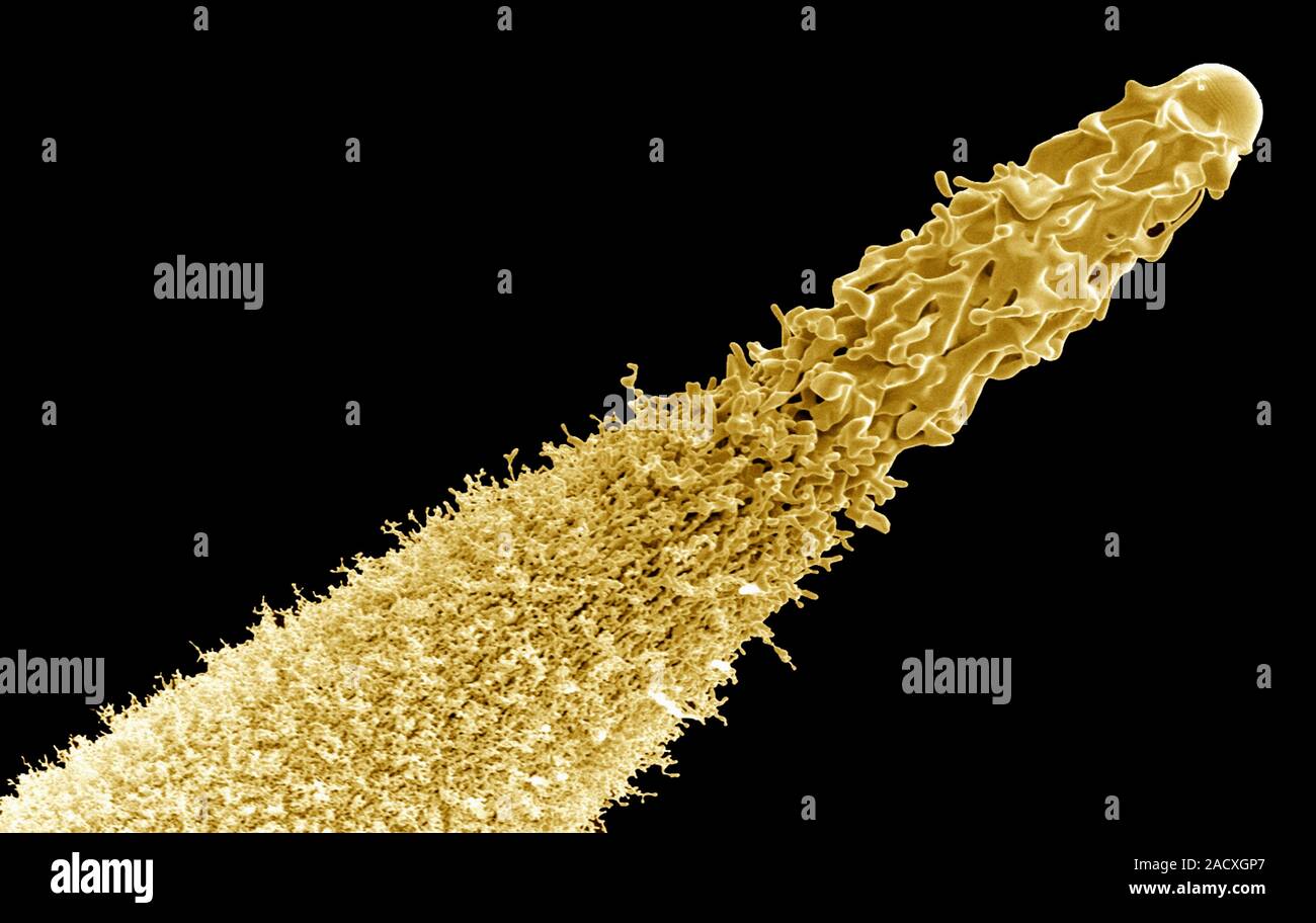 Blown tungsten filament. Coloured scanning electron micrograph (SEM) of ...