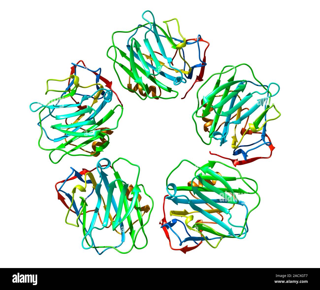 C-reactive protein, molecular model. The protein is made up of five sub ...