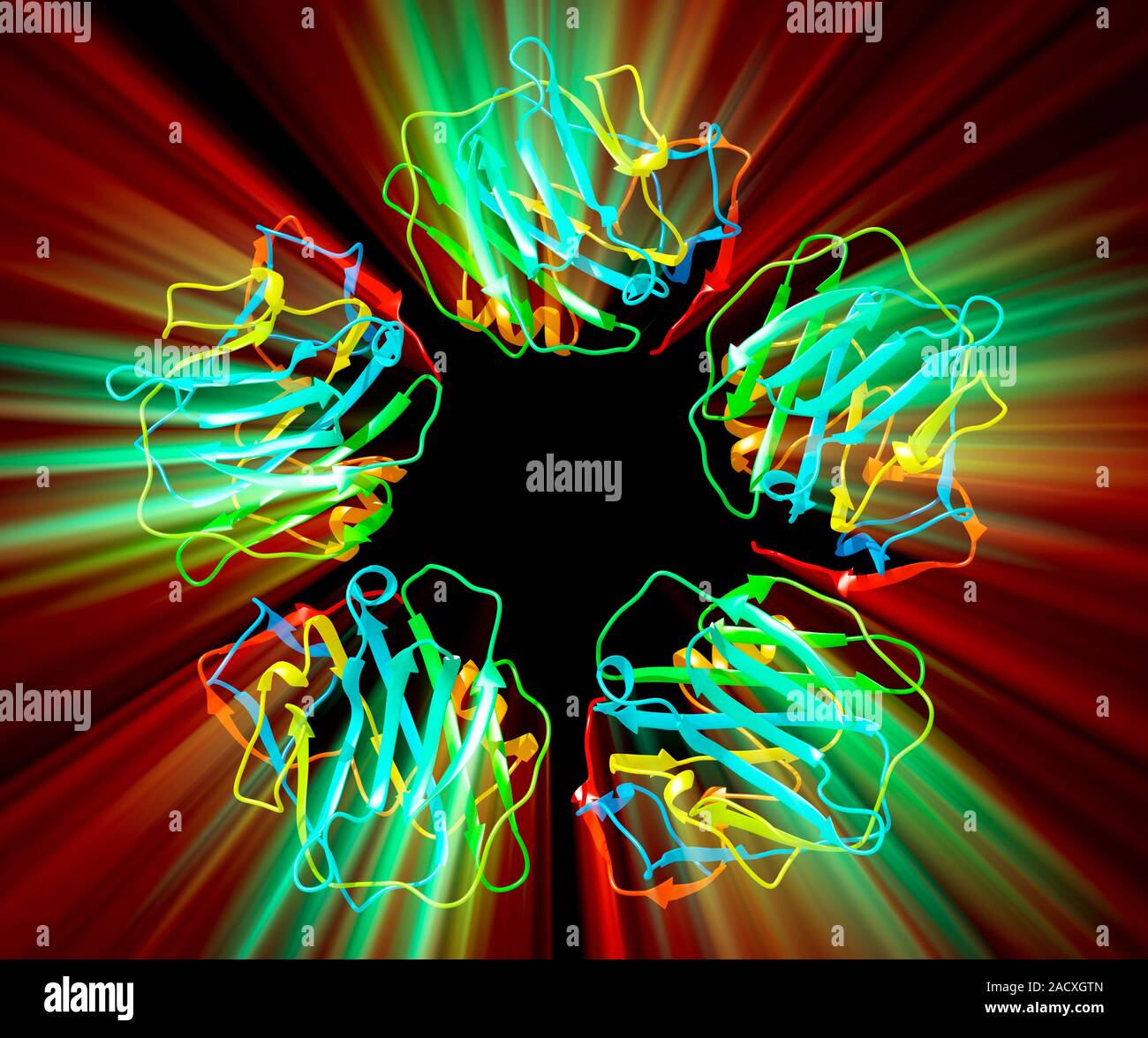 C-reactive protein, molecular model. The protein is made up of five sub ...