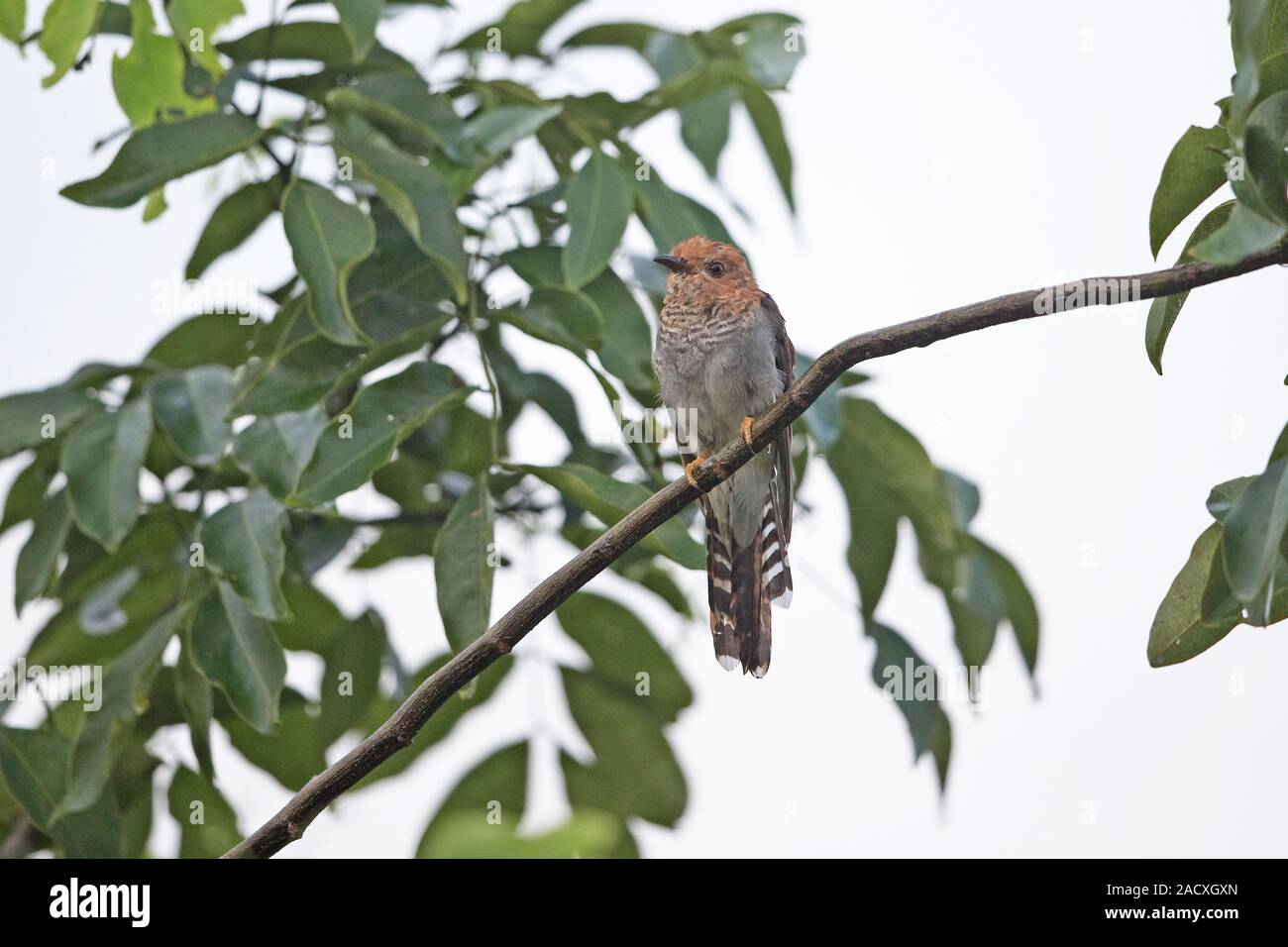 Grey-bellied Cuckoo (Cacomantis passerinus Stock Photo - Alamy