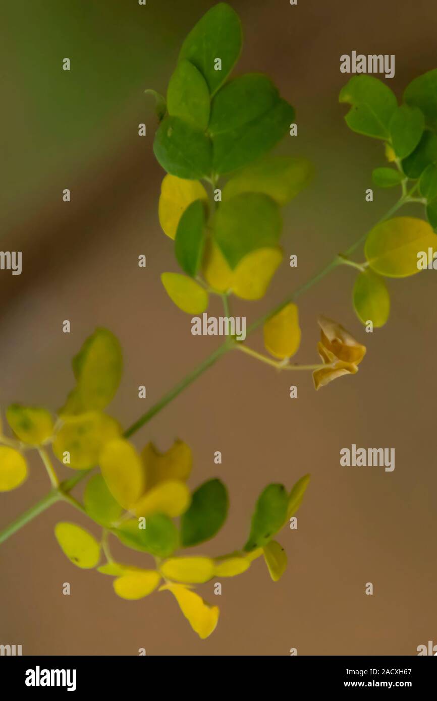 Young elm trees hi-res stock photography and images - Alamy